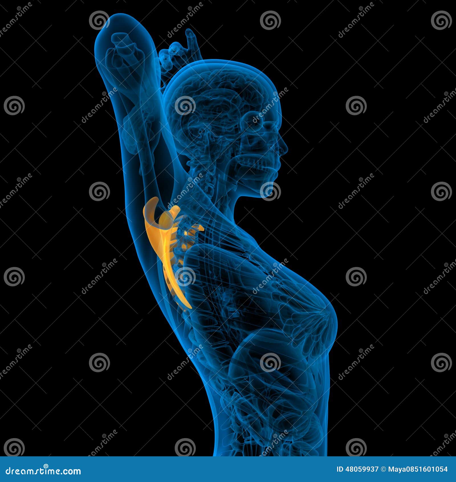 3d Render Medical Illustration of the Scapula Bone Stock Illustration ...
