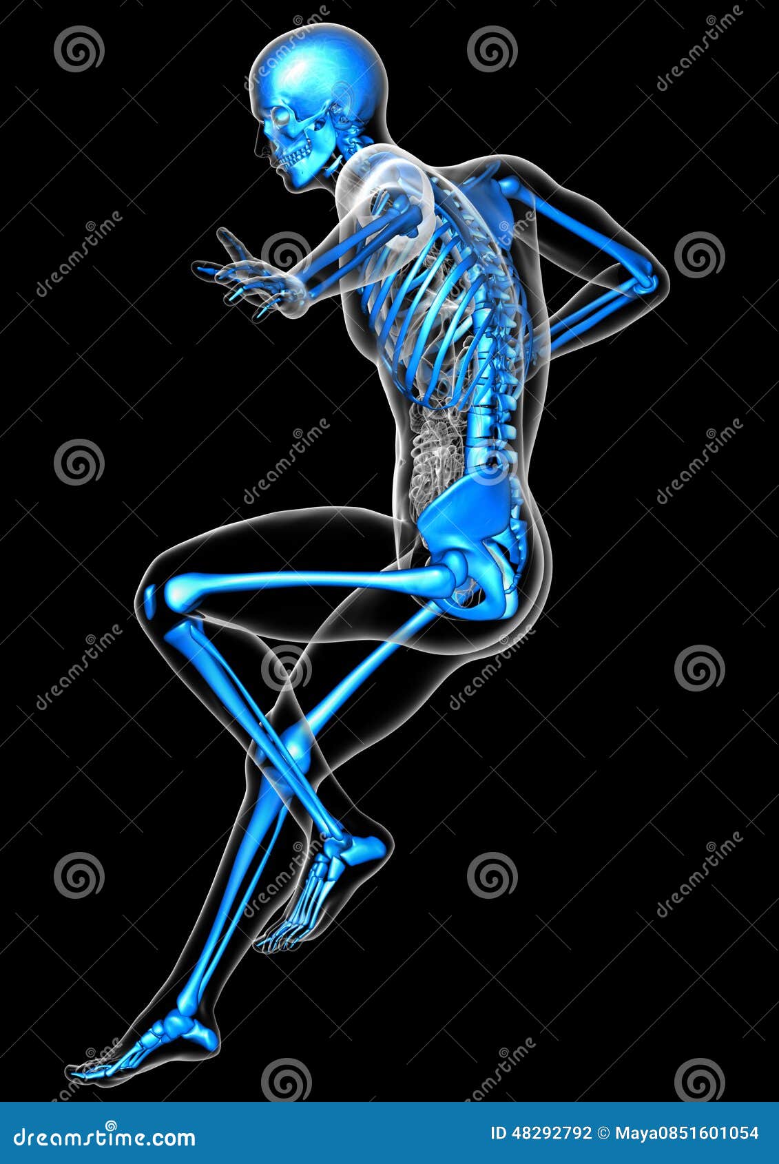 3d Render Medical Illustration of the Skeleton Stock Illustration ...