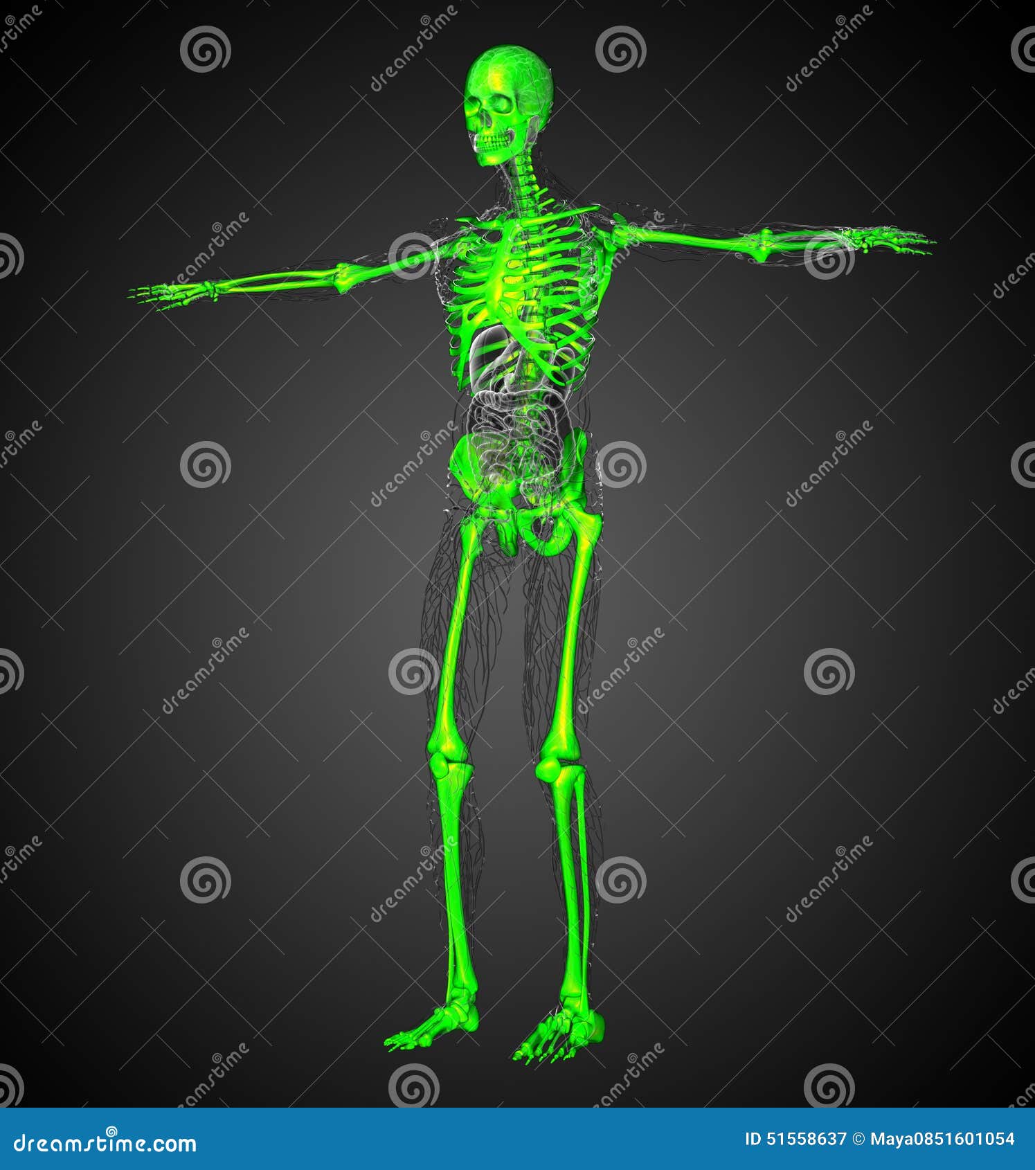 3d Render Medical Illustration of the Skeleton Stock Illustration ...