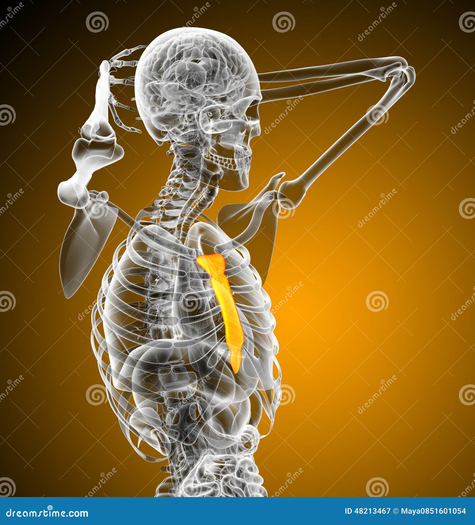 3d Render Medical Illustration of the Sternum Bone Stock Illustration ...