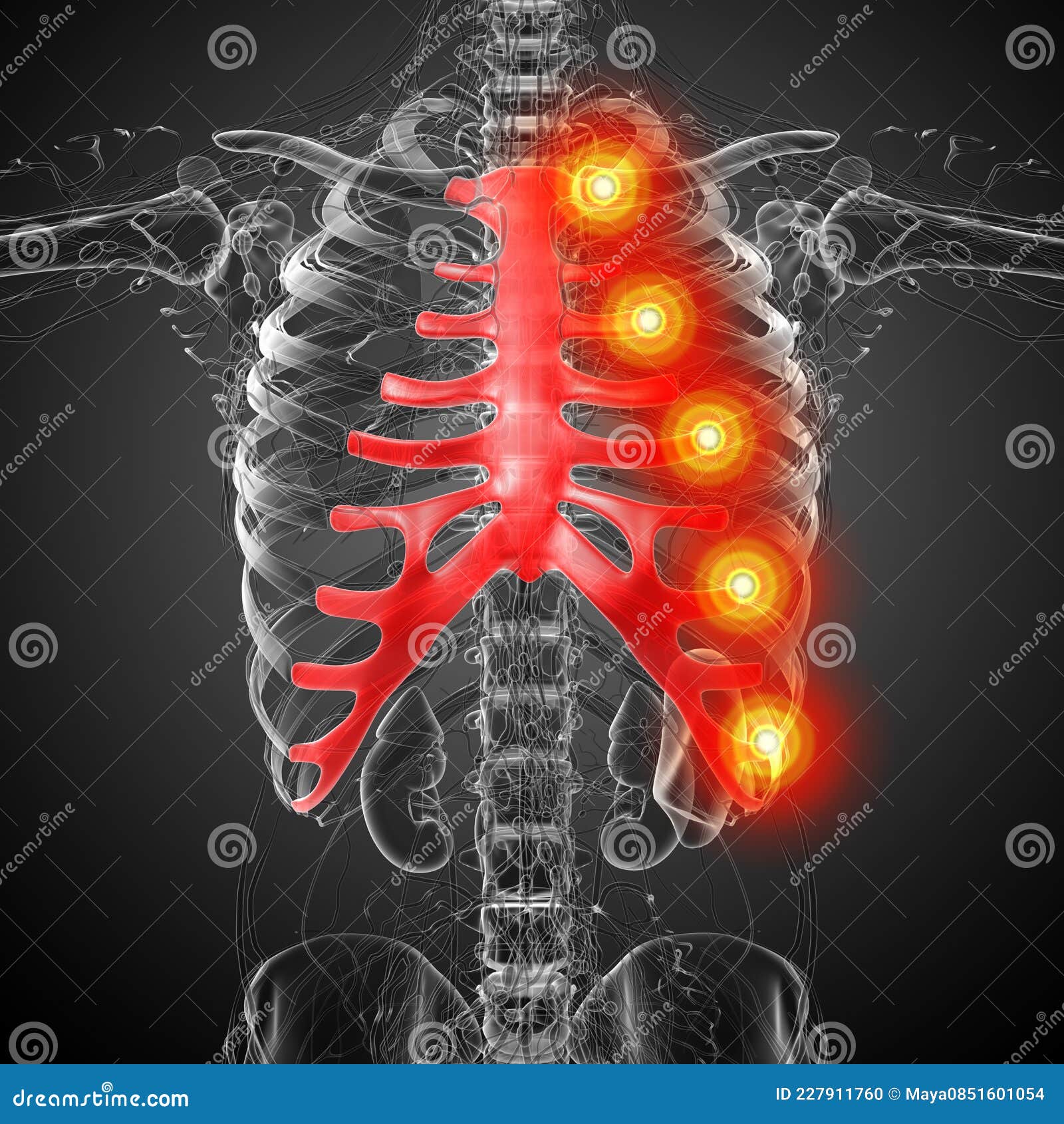 3d Render Medical Illustration of the Sternum and Cartilage Stock ...