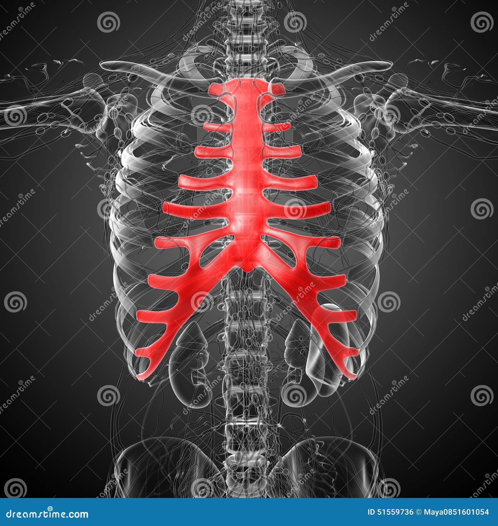 3d Render Medical Illustration of the Sternum and Cartilage Stock ...