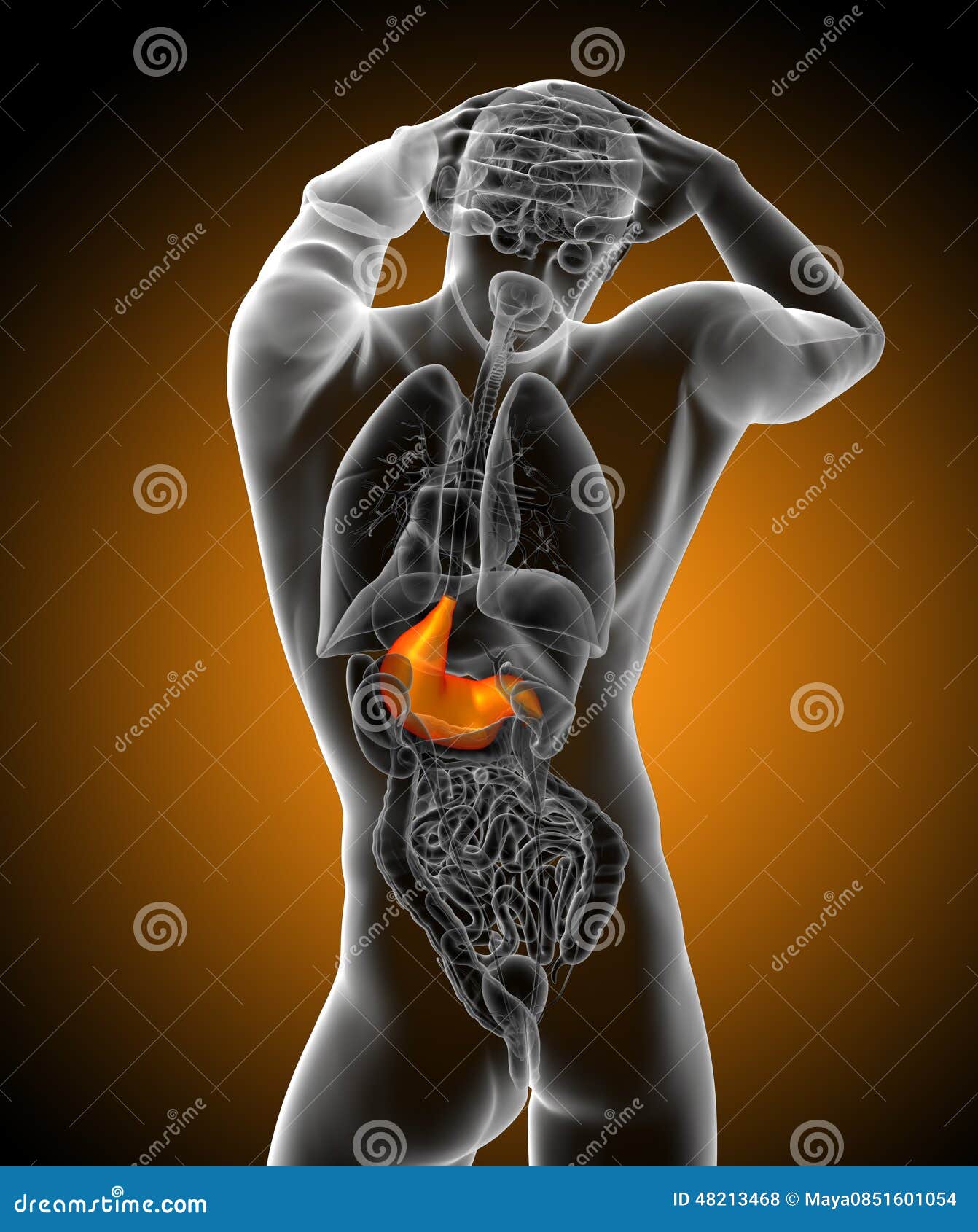 3d Render Medical Illustration of the Stomach Stock Illustration ...