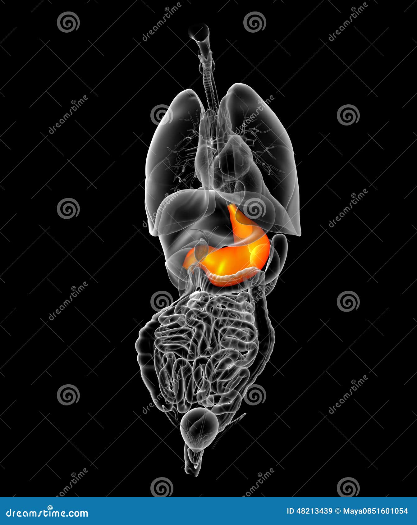 3d Render Medical Illustration of the Stomach Stock Illustration ...
