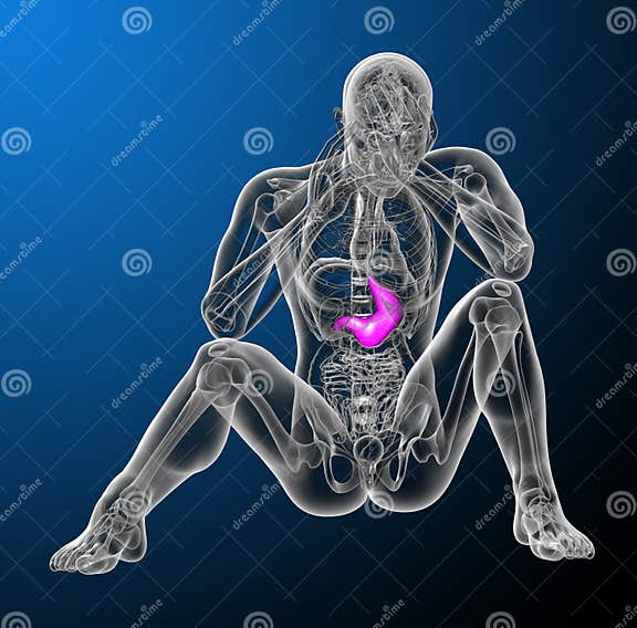 3d Render Medical Illustration of the Stomach Stock Illustration ...
