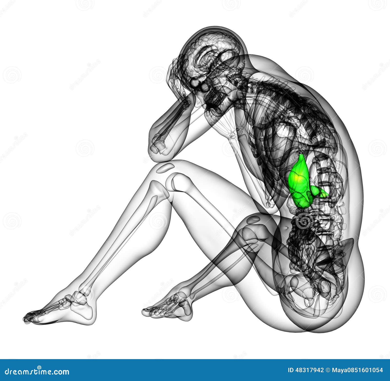 3d Render Medical Illustration of the Stomach Stock Illustration ...