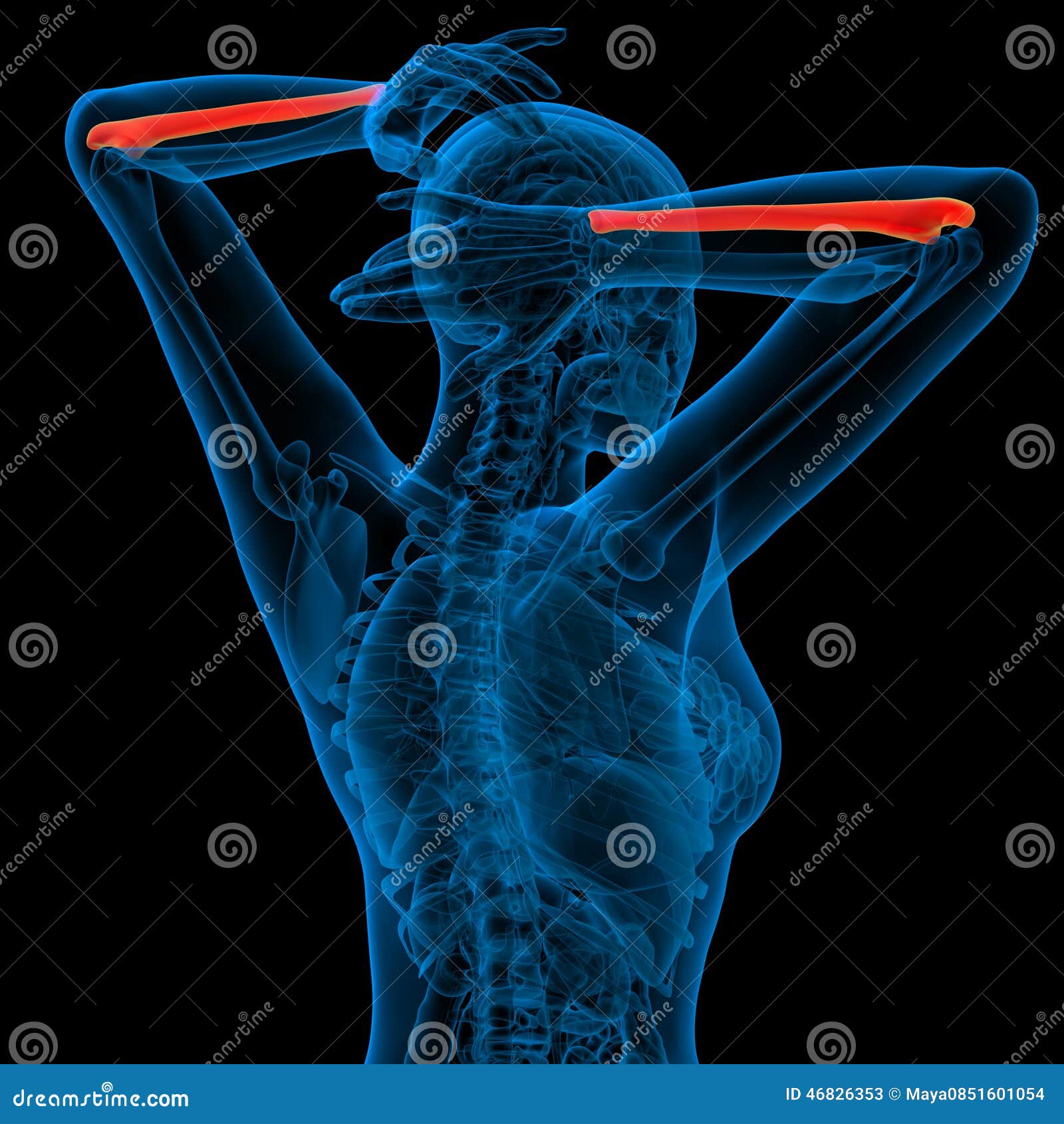 3d Render Medical Illustration of the Ulna Bone Stock Illustration ...