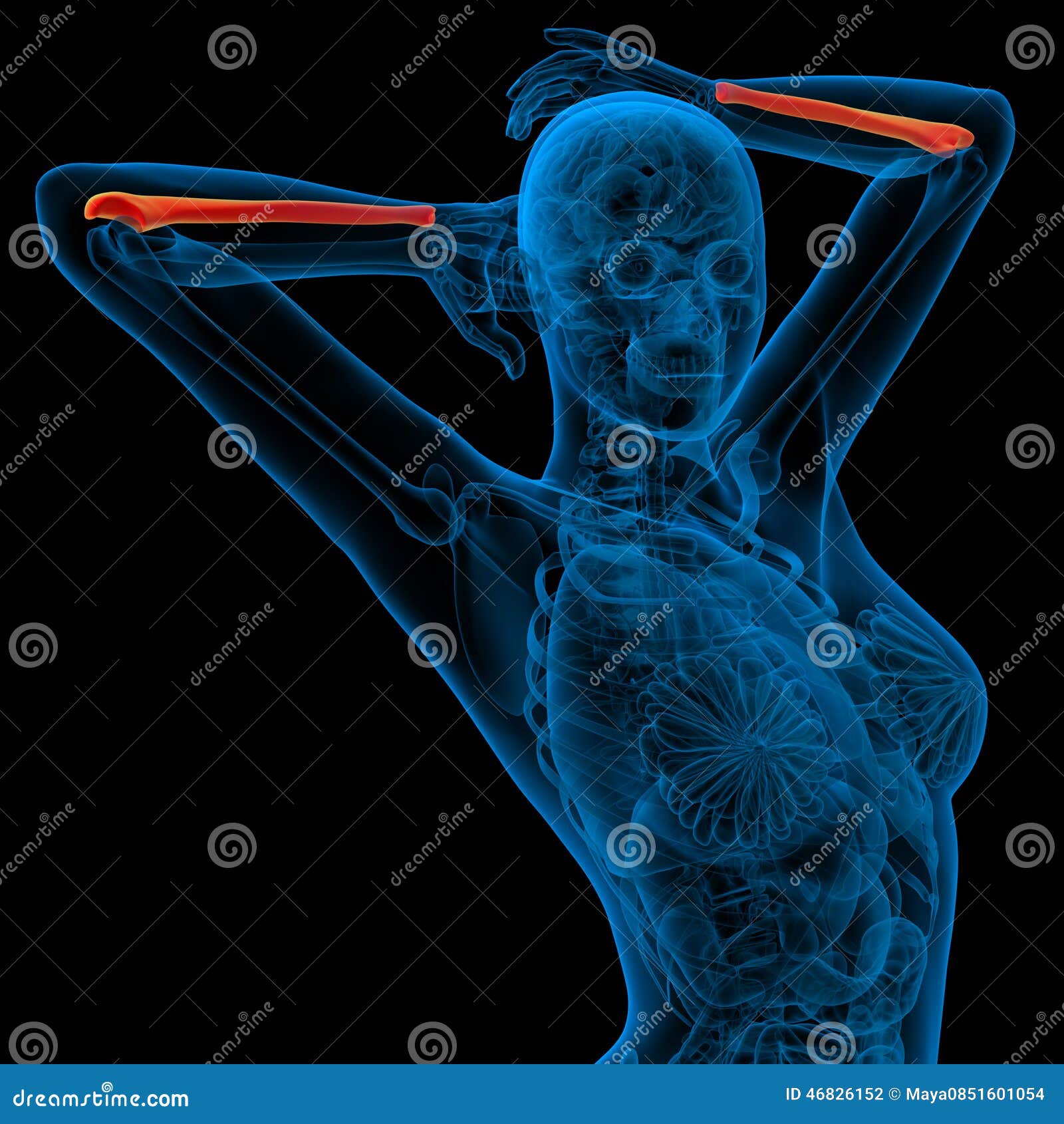 3d Render Medical Illustration of the Ulna Bone Stock Illustration ...