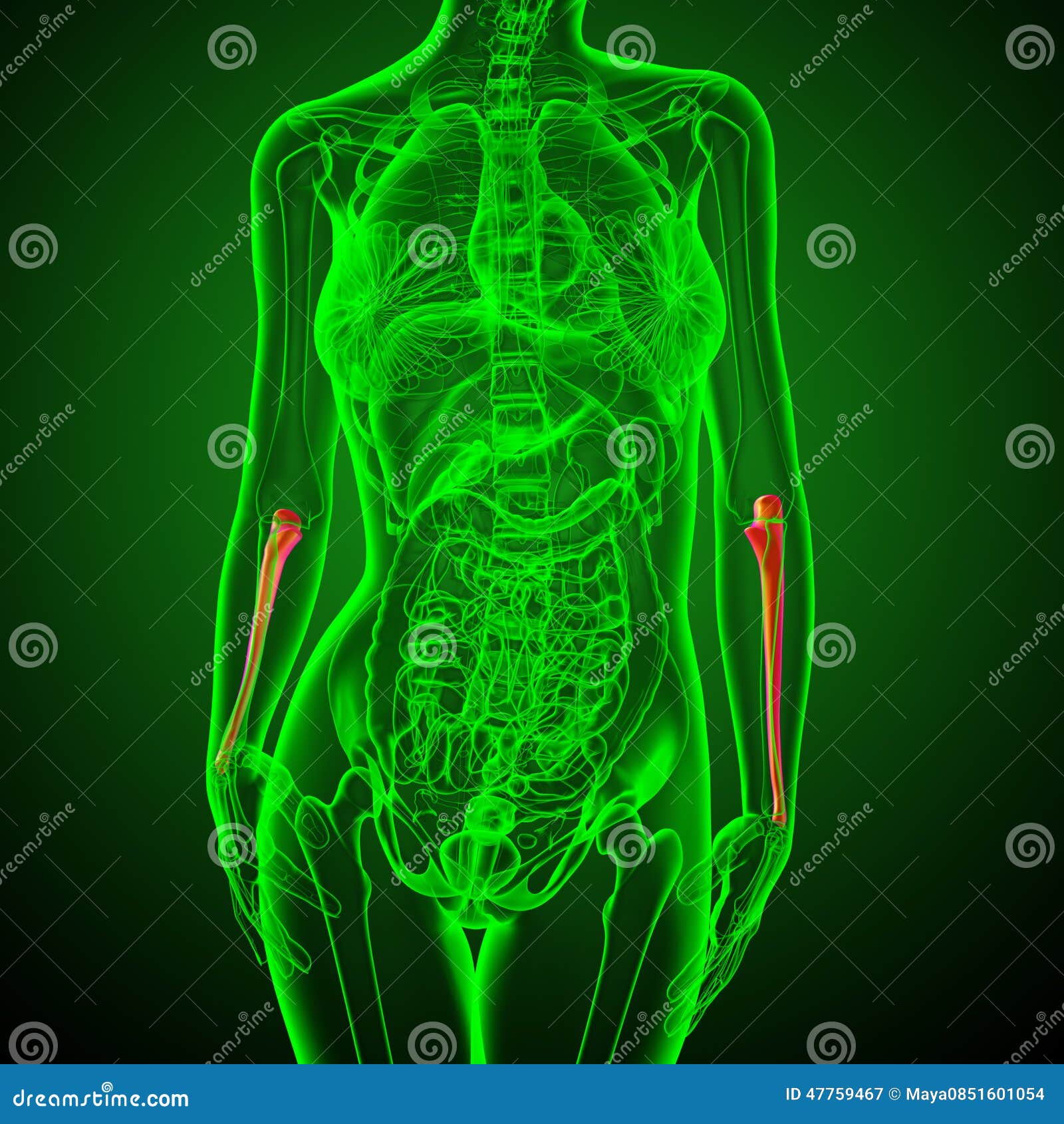 Ulna X-ray Front Or Anterior View. Osteology Of The Human Skeleton, Arm ...