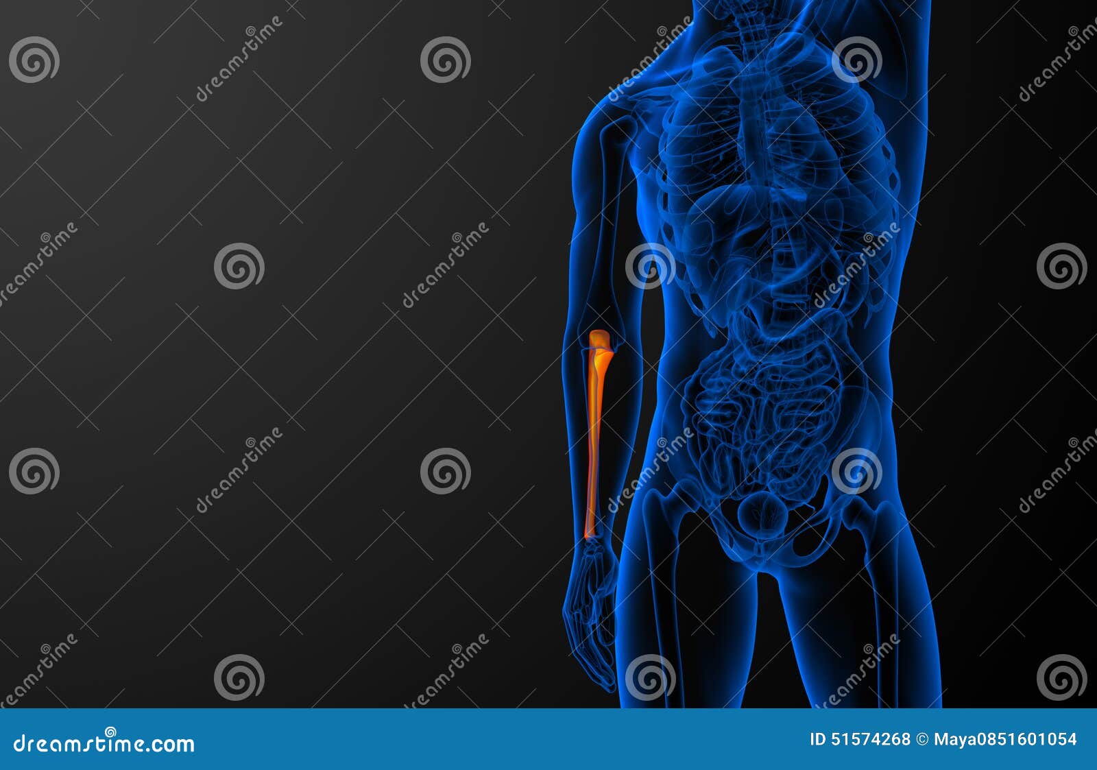 Ulna X-ray Front Or Anterior View. Osteology Of The Human Skeleton, Arm ...