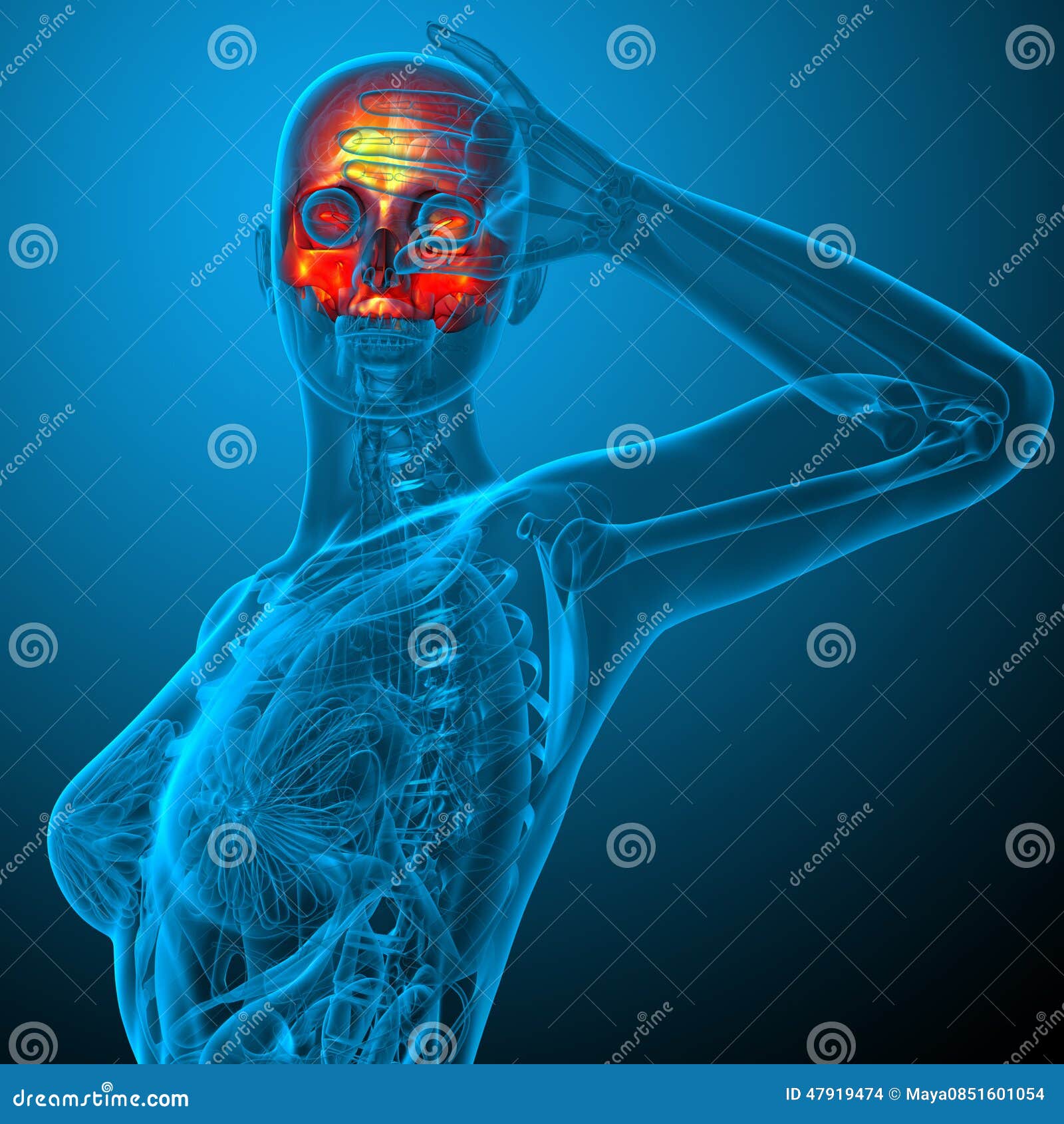 3d Render Medical Illustration of the Upper Skull Stock Illustration ...
