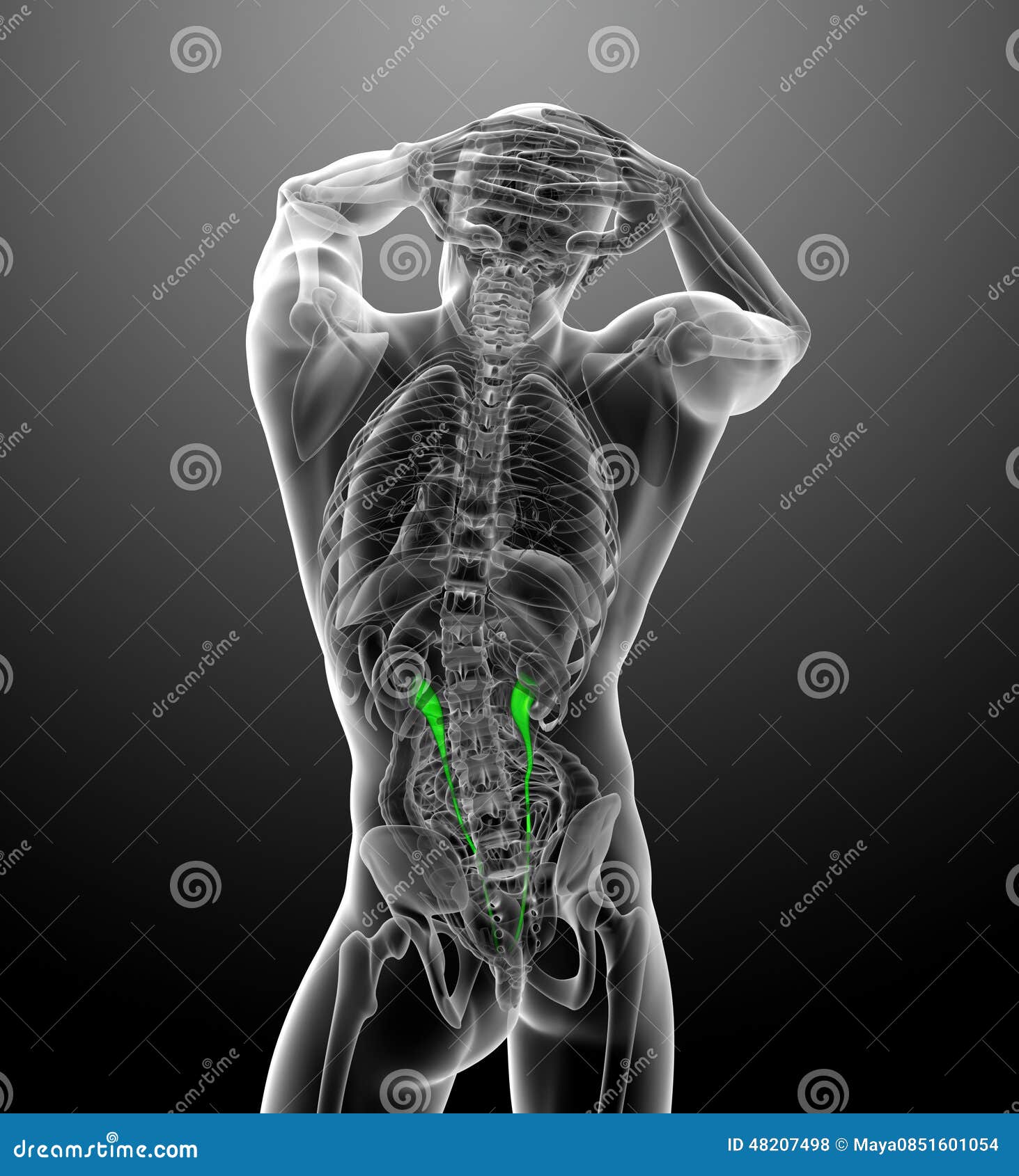 3d Render Medical Illustration of the Ureter Stock Illustration ...