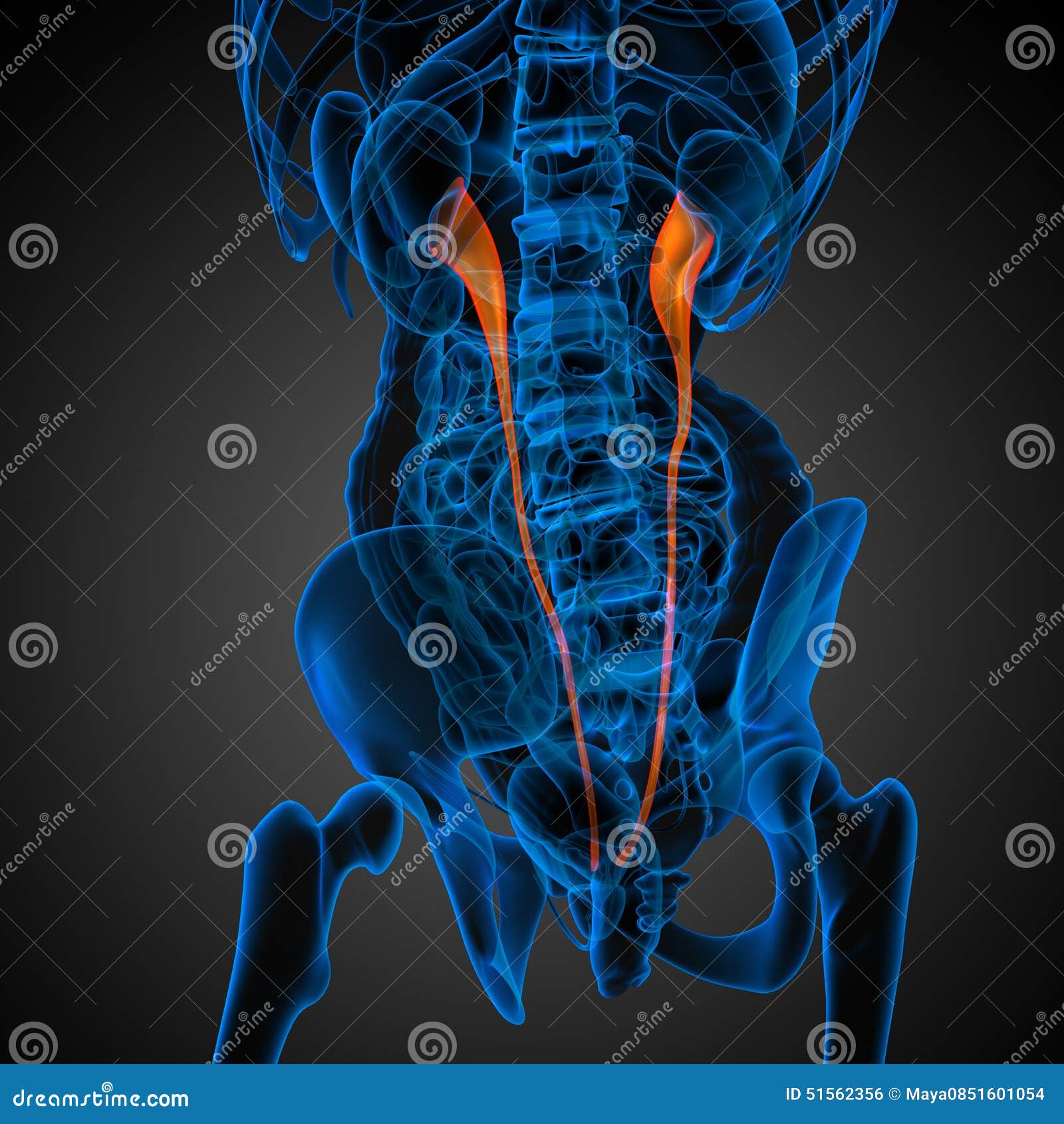 3d Render Medical Illustration of the Ureter Stock Illustration ...