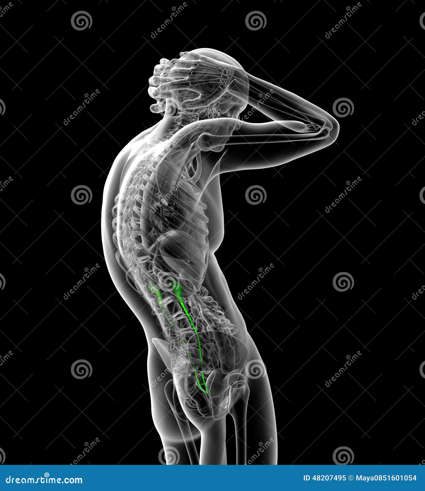 3d Render Medical Illustration of the Ureter Stock Illustration ...