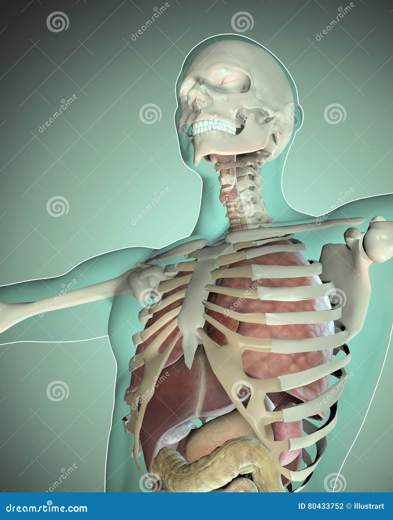 3D Render of a Medical Image of a Male Figure Stock Illustration ...