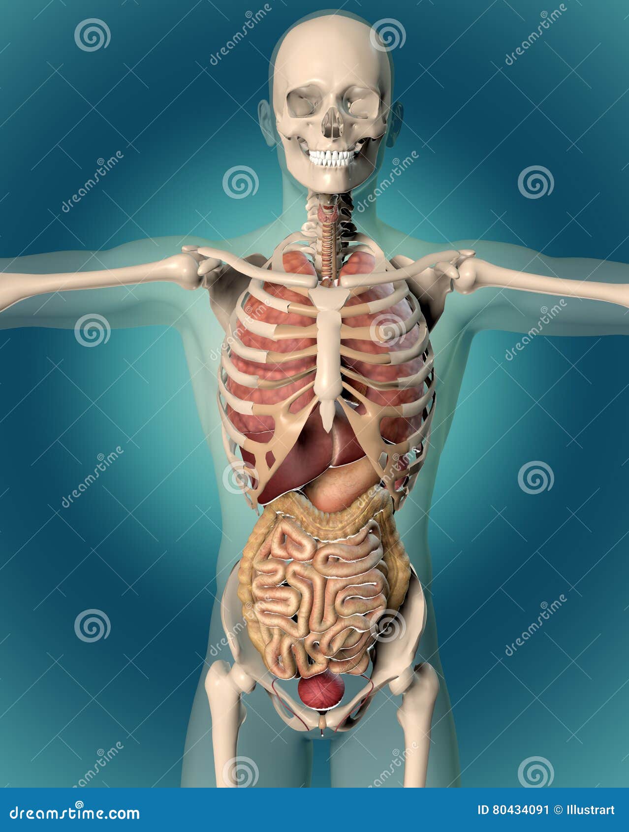 3D Render of a Medical Image of a Male Figure Stock Illustration ...