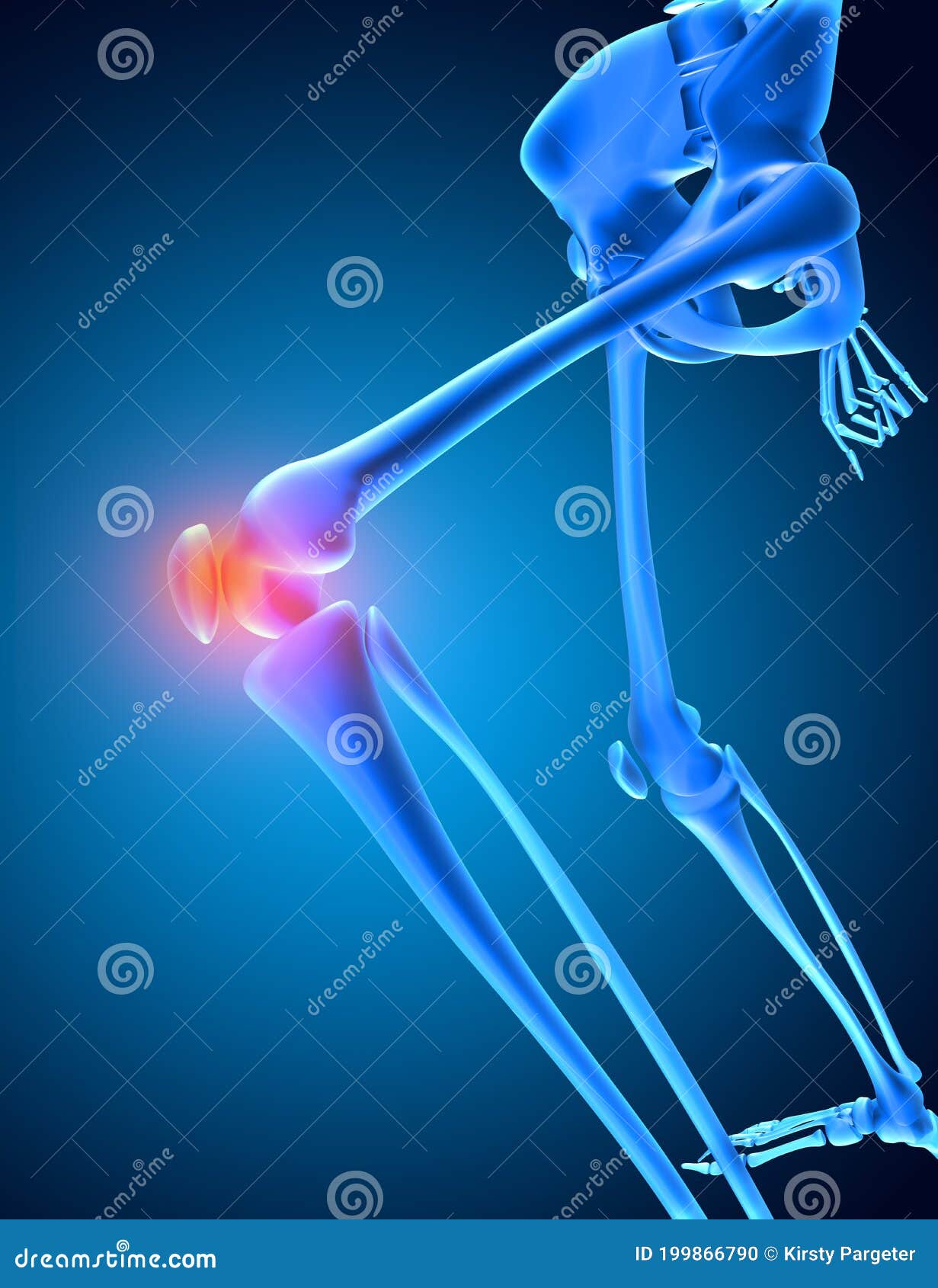 Skeleton Knee Joint With Ligaments Side View Stock Image ...
