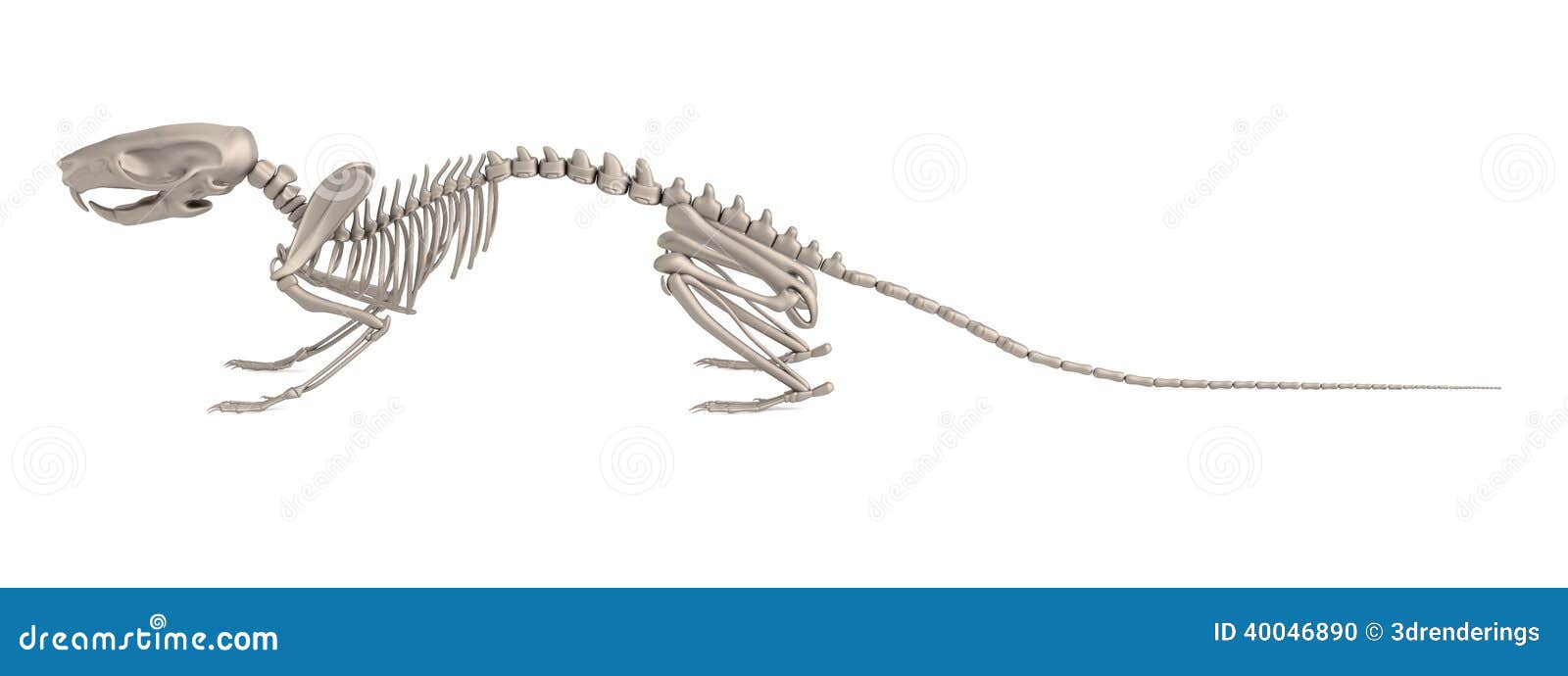 3d Render of Mouse Skeleton Stock Illustration - Illustration of model ...