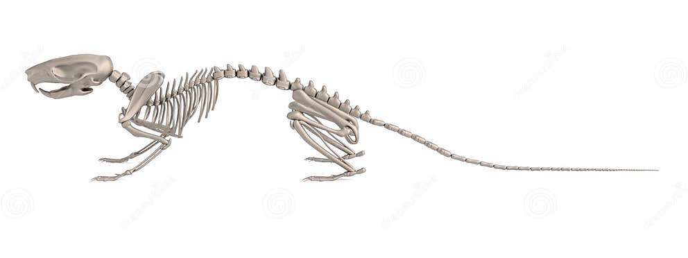 3d Render of Mouse Skeleton Stock Illustration - Illustration of model ...