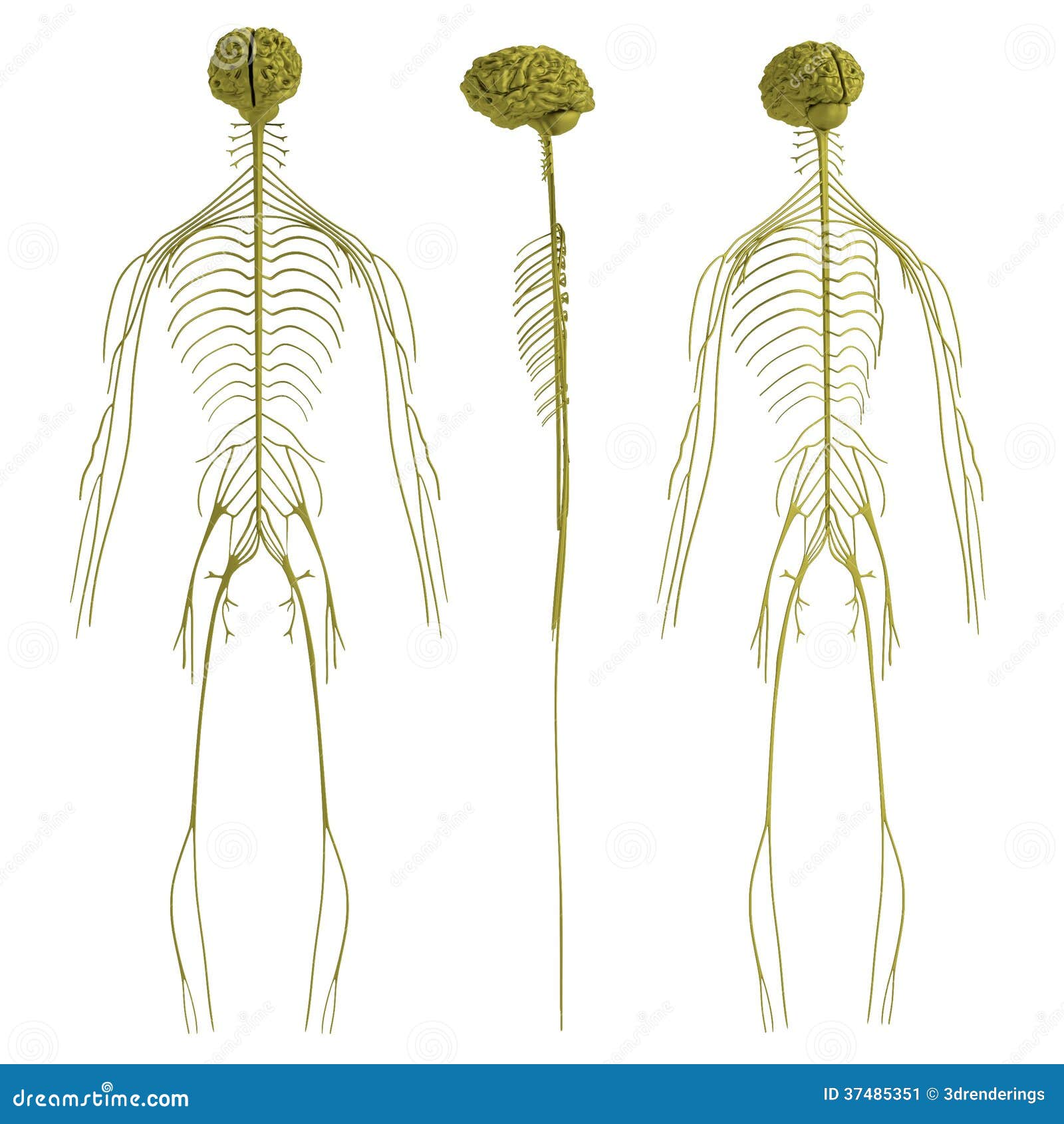 3d Render of Nervous System Stock Illustration - Illustration of human ...