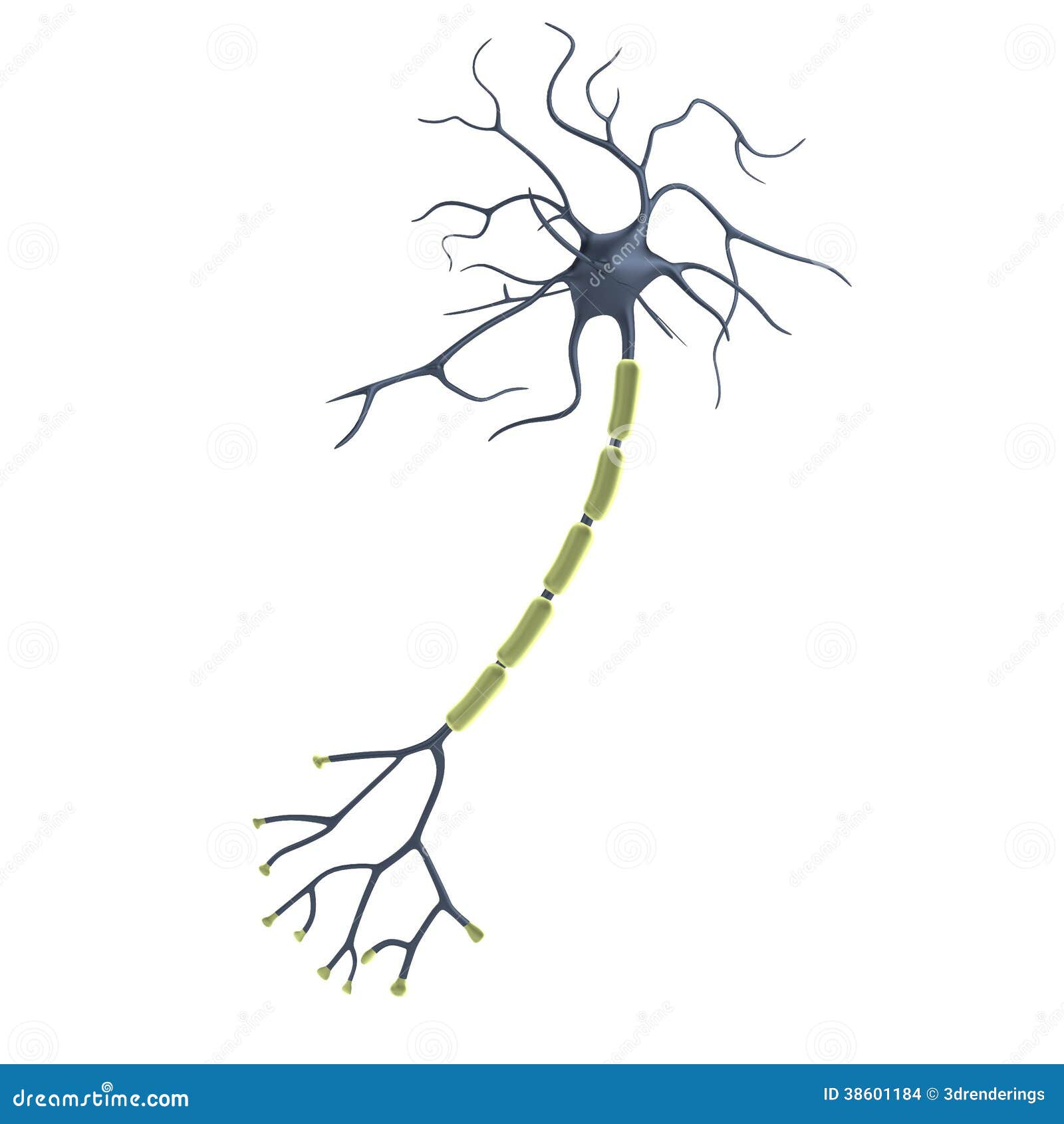 3d Render Of Neuron Stock Photography | CartoonDealer.com #40285154