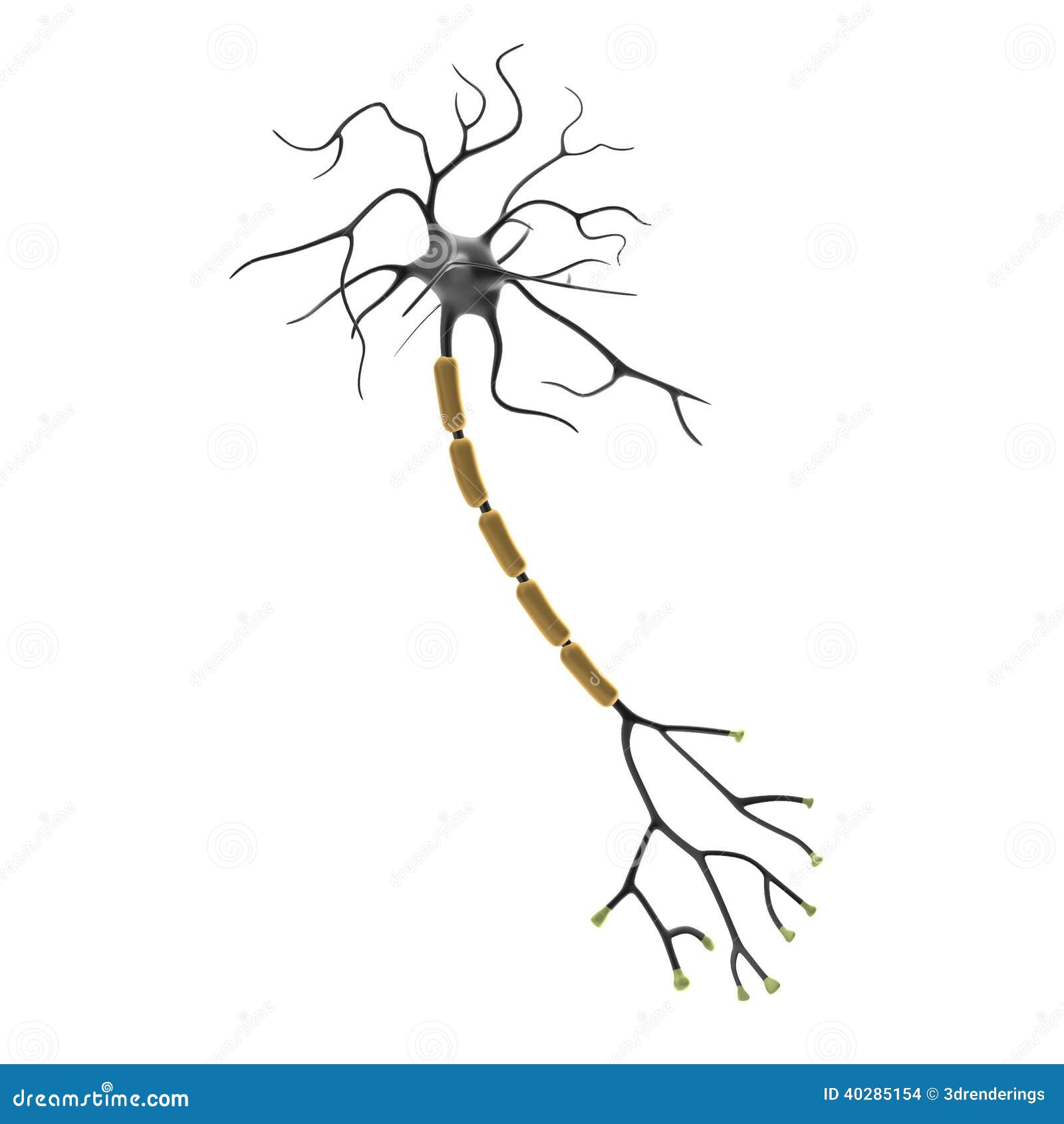 Realistic Neuron Anatomy Cartoon Vector | CartoonDealer.com #244458525