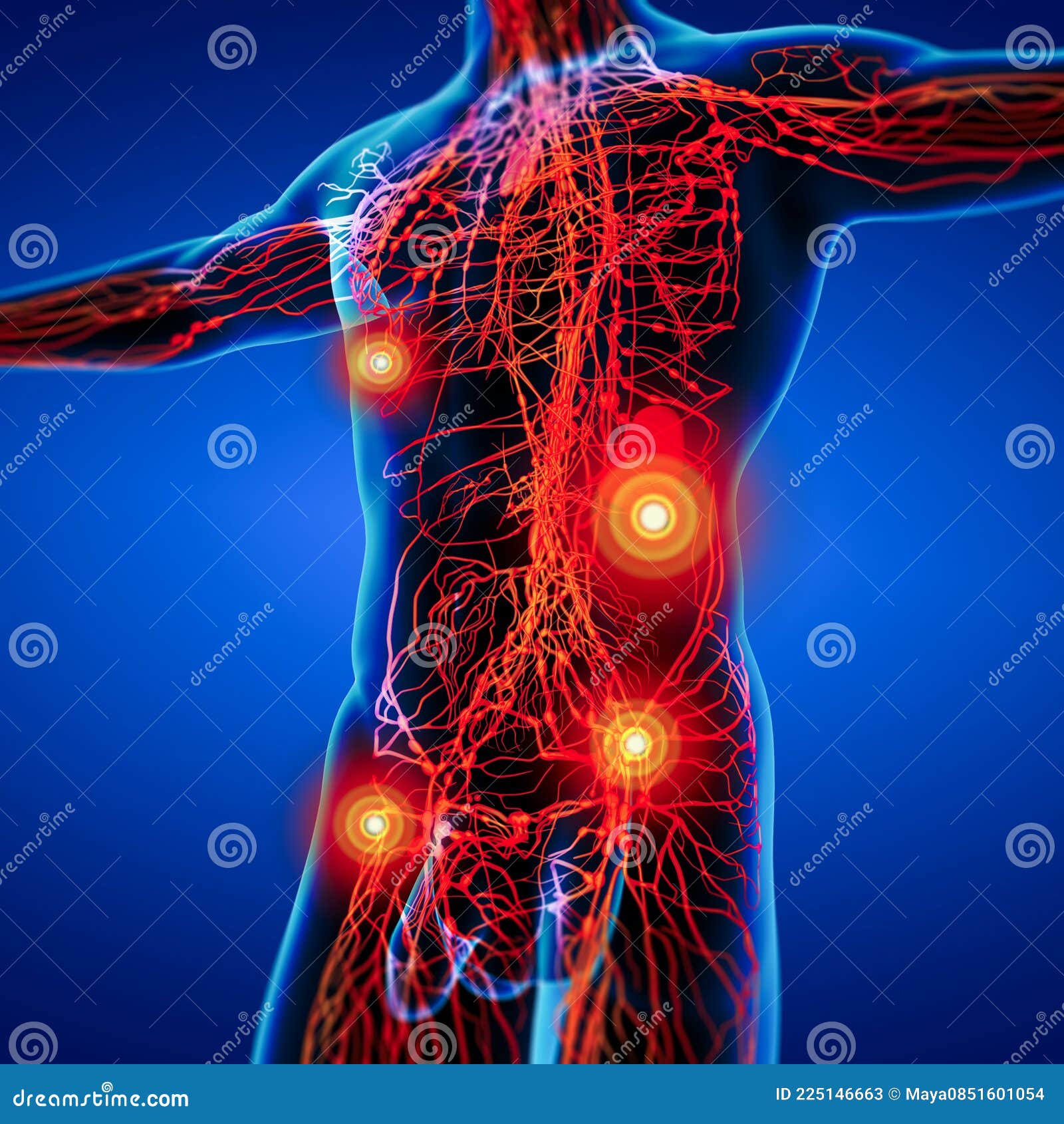 3D Rendering Illustration of Lymphatic System Stock Illustration ...