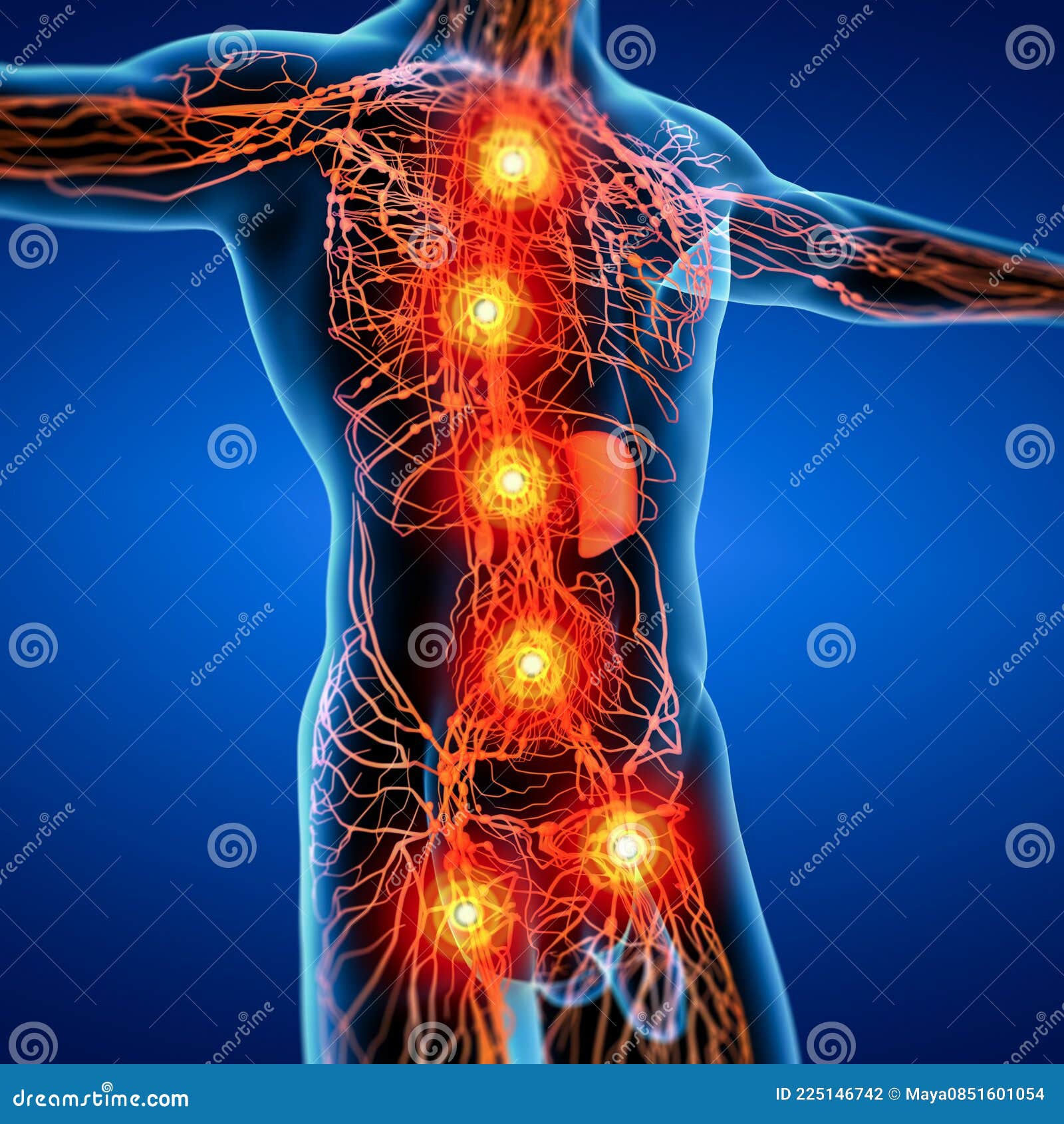 3D Rendering Illustration of Lymphatic System Stock Illustration ...