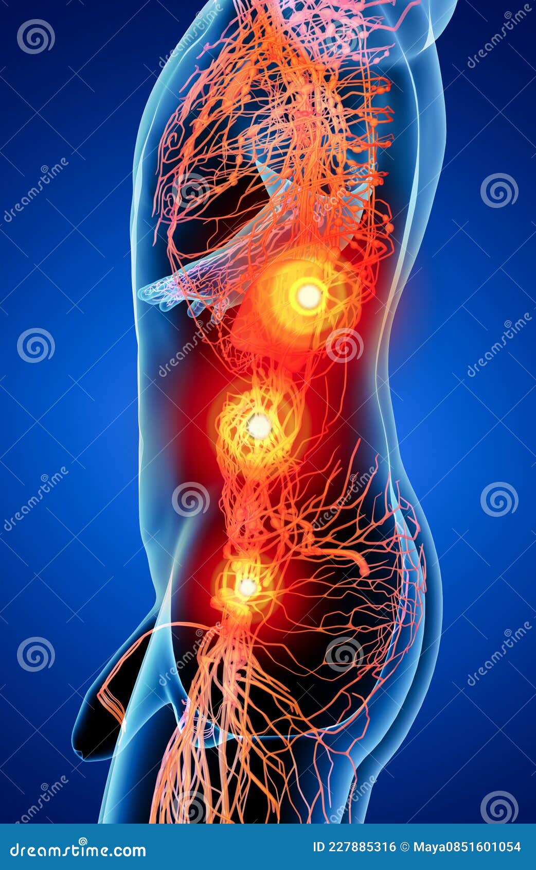 3D Rendering Illustration of Lymphatic System Stock Illustration ...