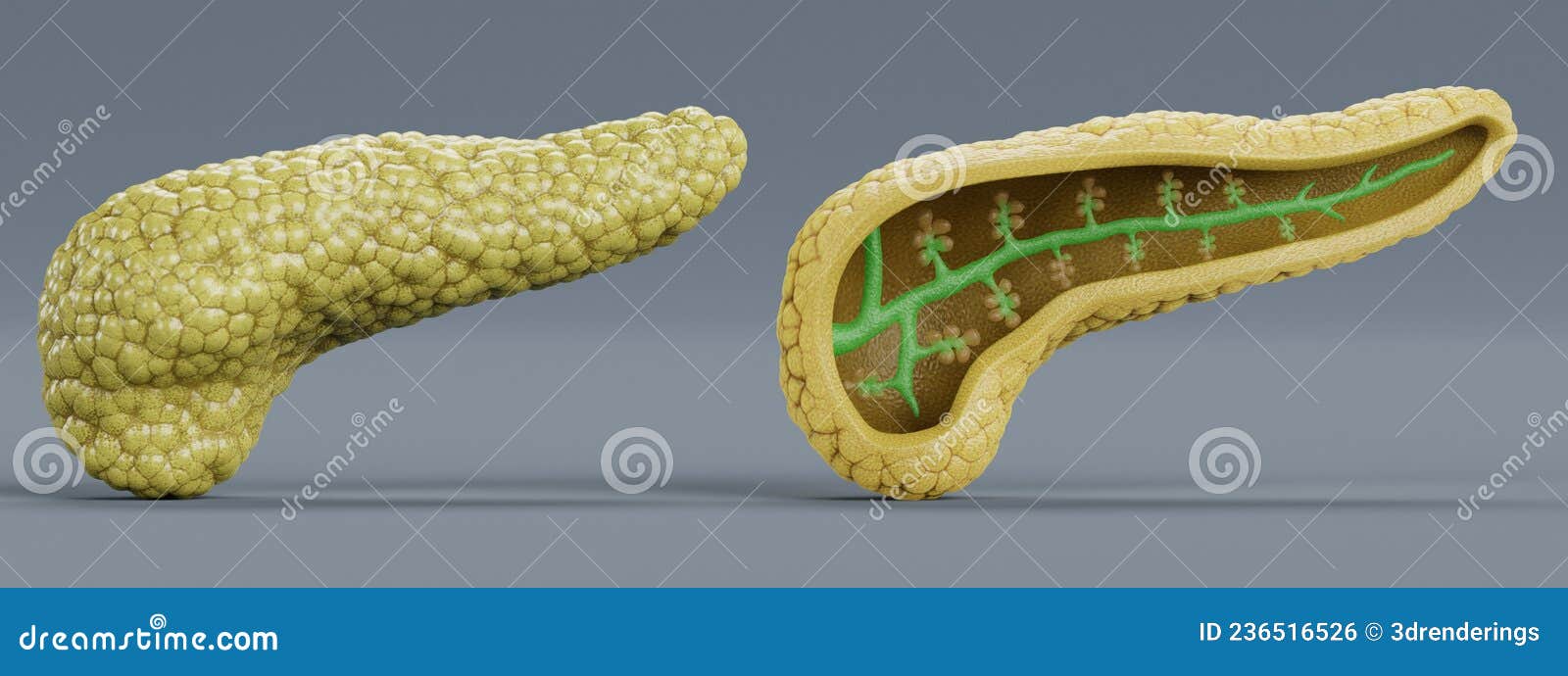 3D Render of Pancreas stock illustration. Illustration of protein ...