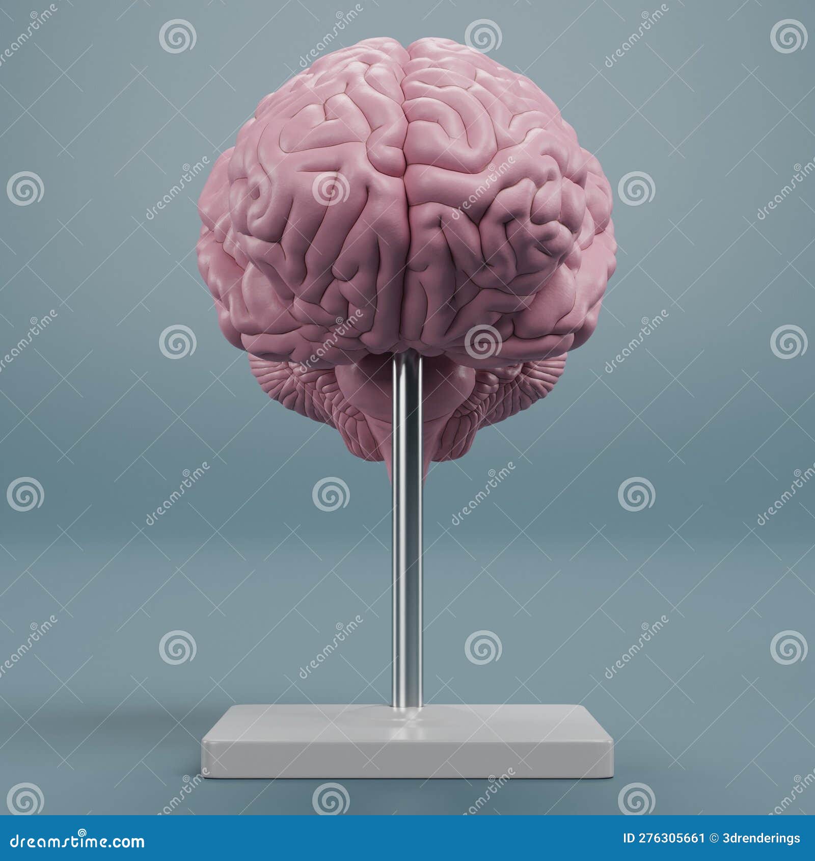 3D Render of Plastic Brain Model Stock Illustration - Illustration of ...