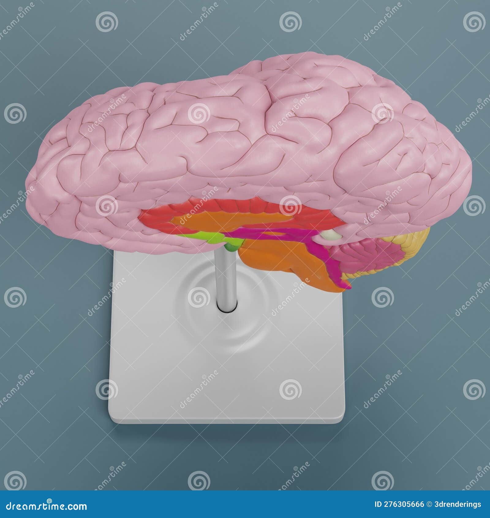 3D Render of Plastic Brain Model Stock Illustration - Illustration of ...