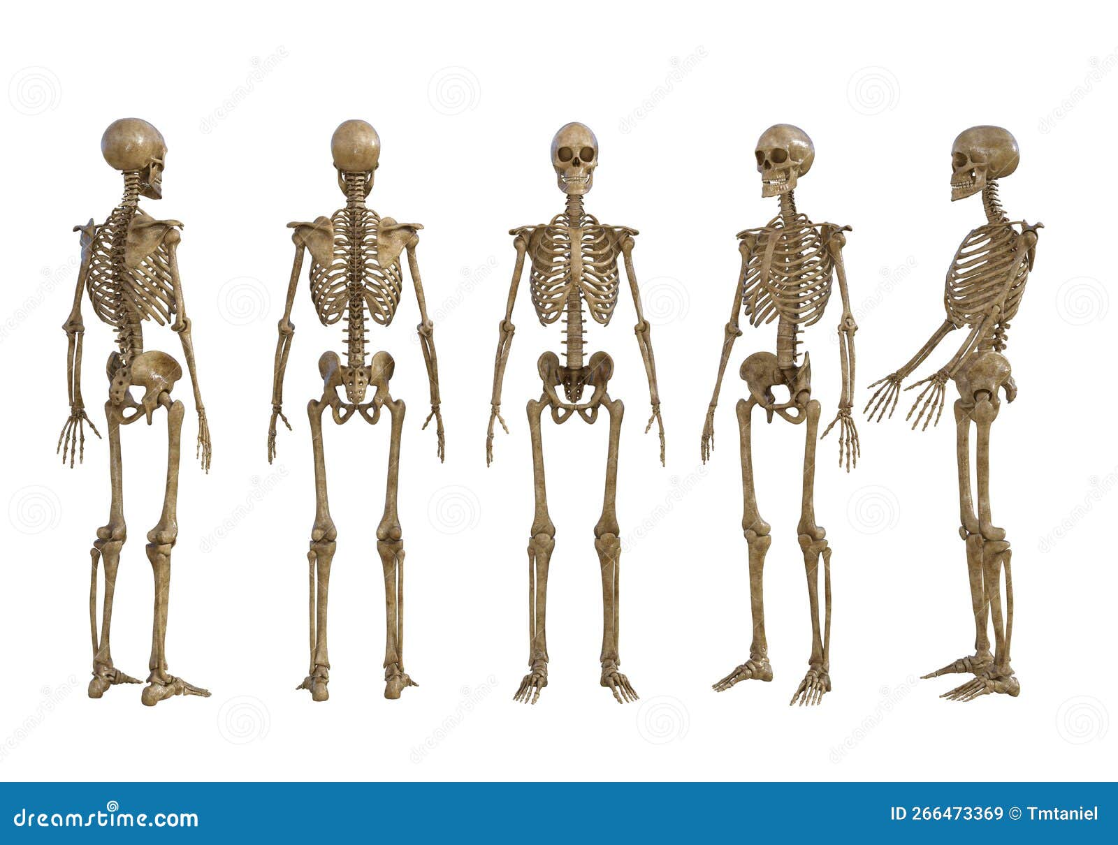 3D Render : Portrait of Human Skeletal System Depict the Core Bone of ...
