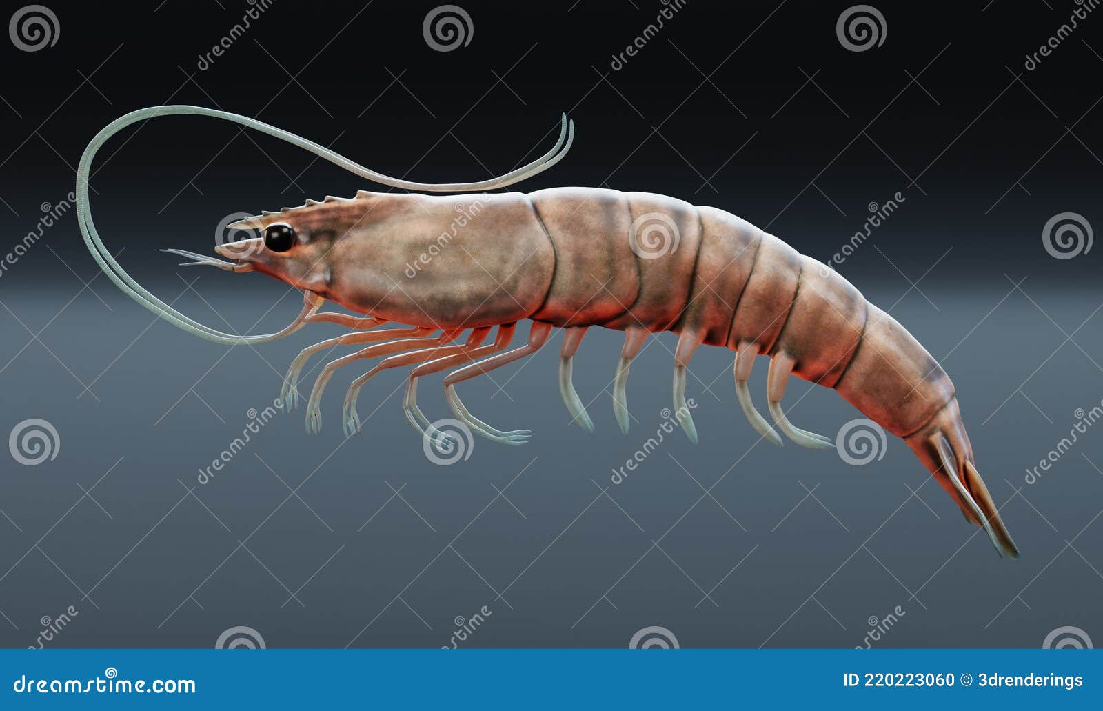 3D Render of Prawn stock illustration. Illustration of illustraion ...