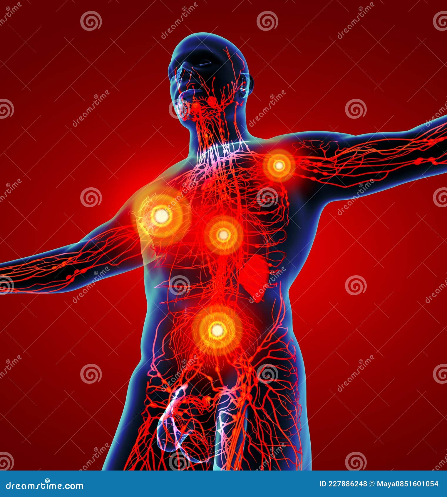 3D Rendering Illustration of Lymphatic System Stock Illustration ...