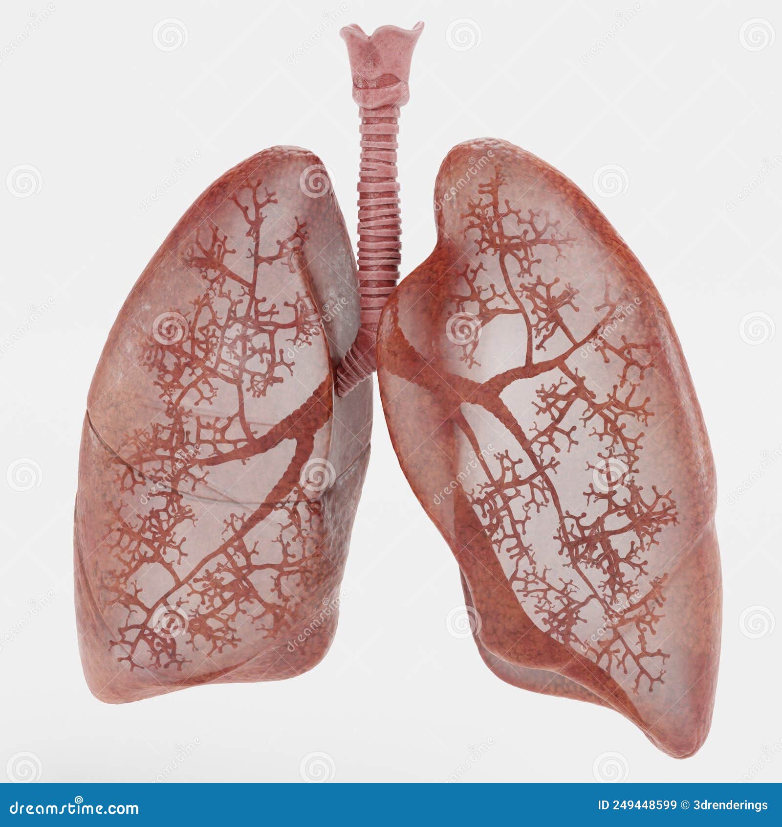 3D Render of Respiratory System Stock Illustration - Illustration of ...