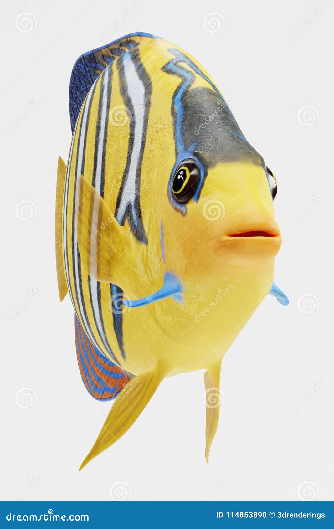 3D Render of Royal Angelfish Stock Illustration - Illustration of ...