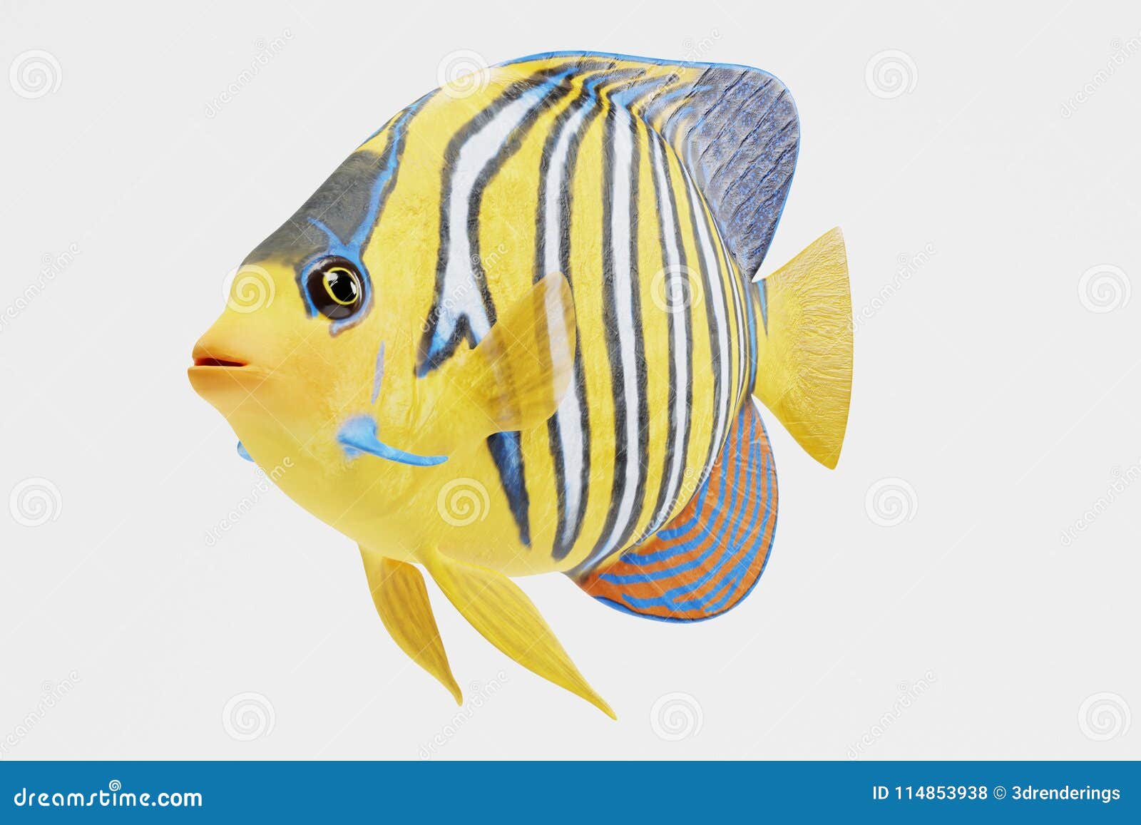 3D Render of Royal Angelfish Stock Illustration - Illustration of ...