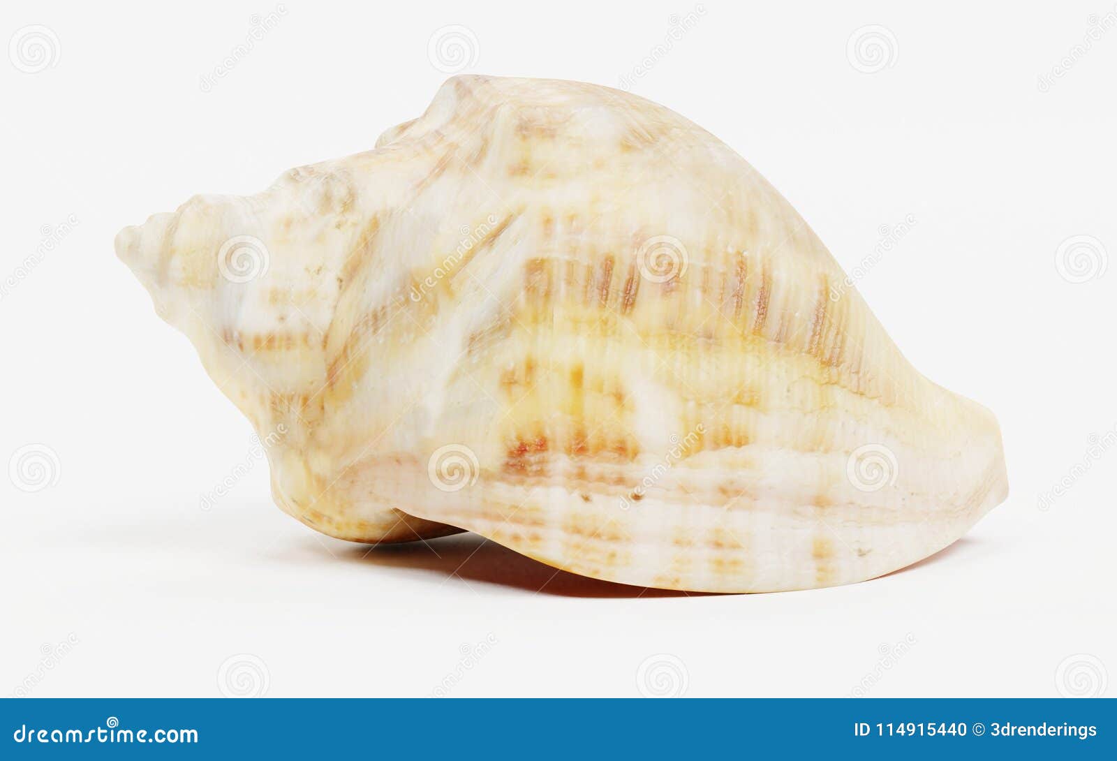 3D Render of Shell stock illustration. Illustration of mollusk - 114915440