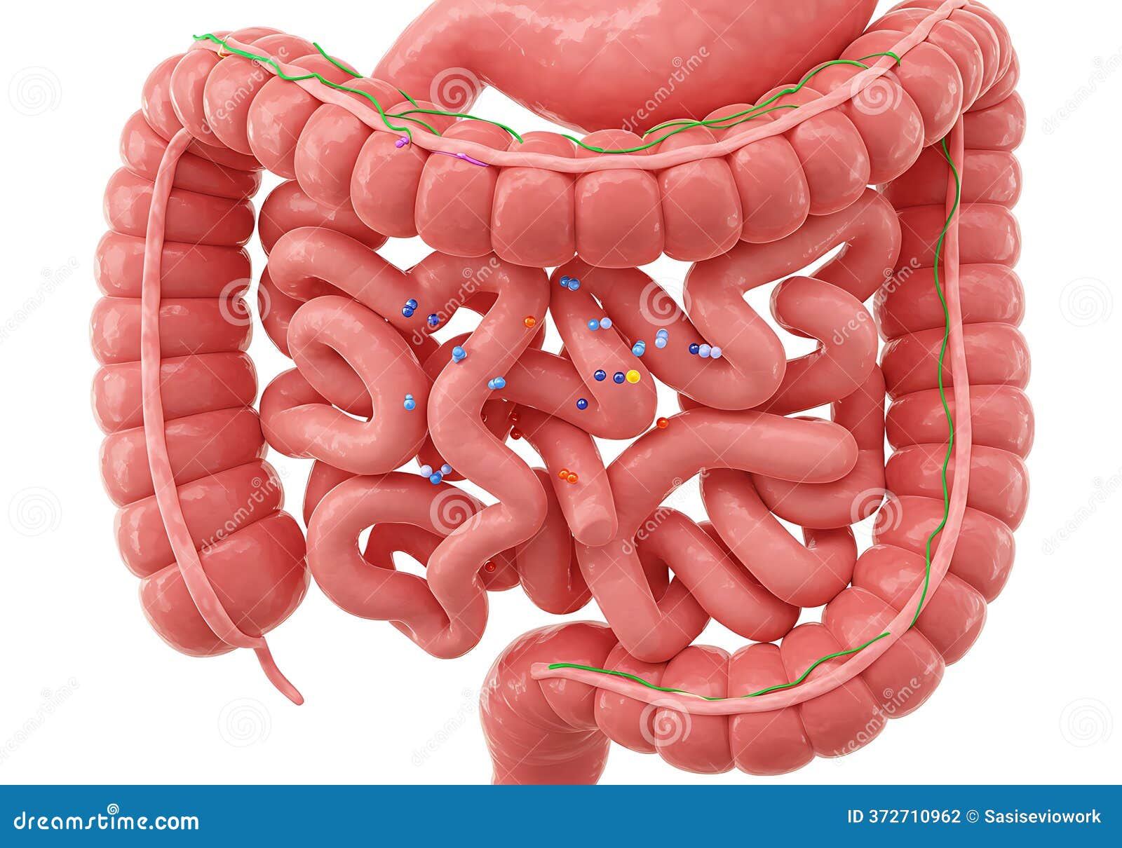 Human Small Intestine Icon Representing Digestive System Vector ...