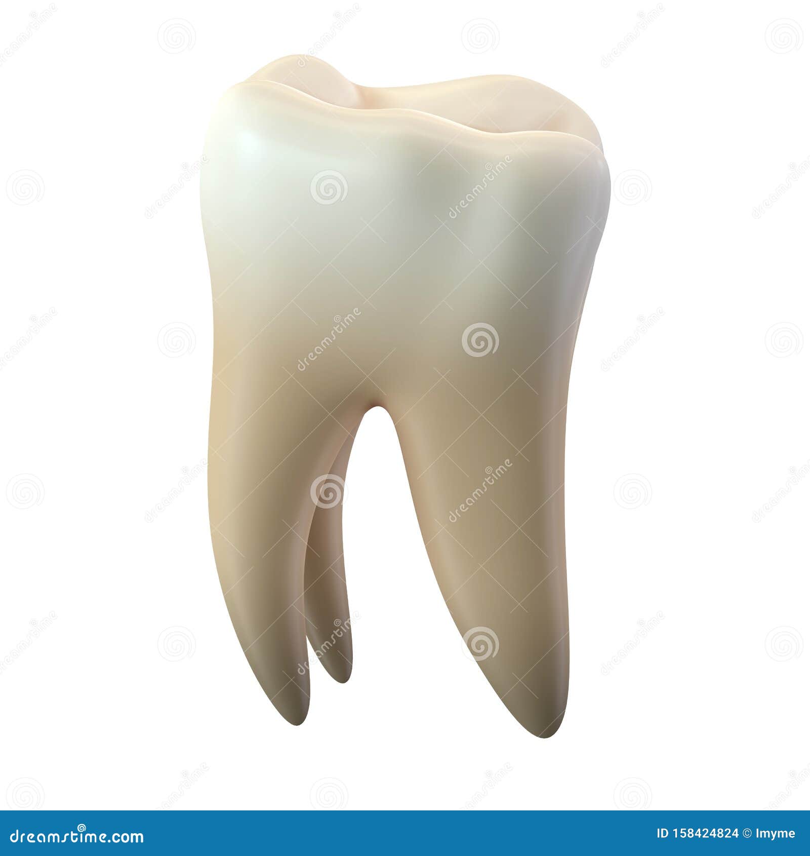 3D Render of Single Molar Tooth Isolated on White Stock Illustration ...