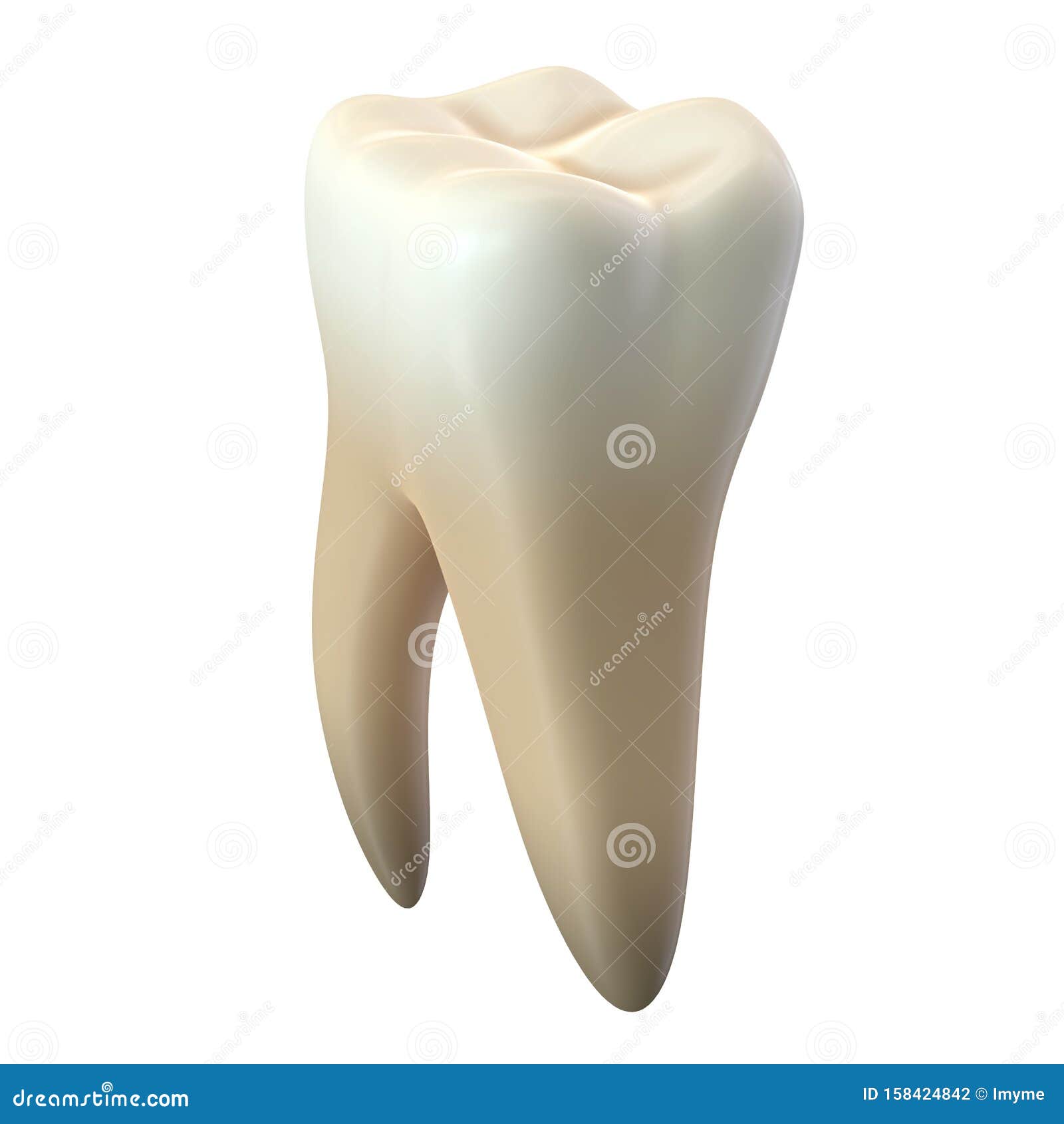 3D Render of Single Molar Tooth Isolated on White Stock Illustration ...