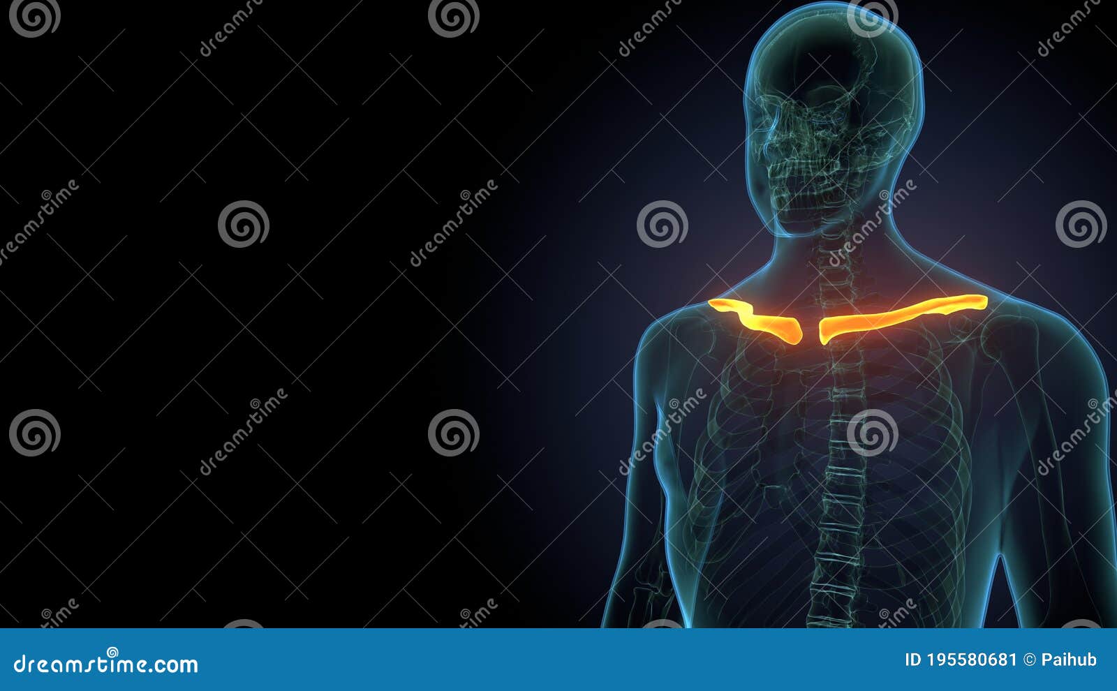 3d Render of Skeleton Clavicle Bones Anatomy Stock Illustration ...