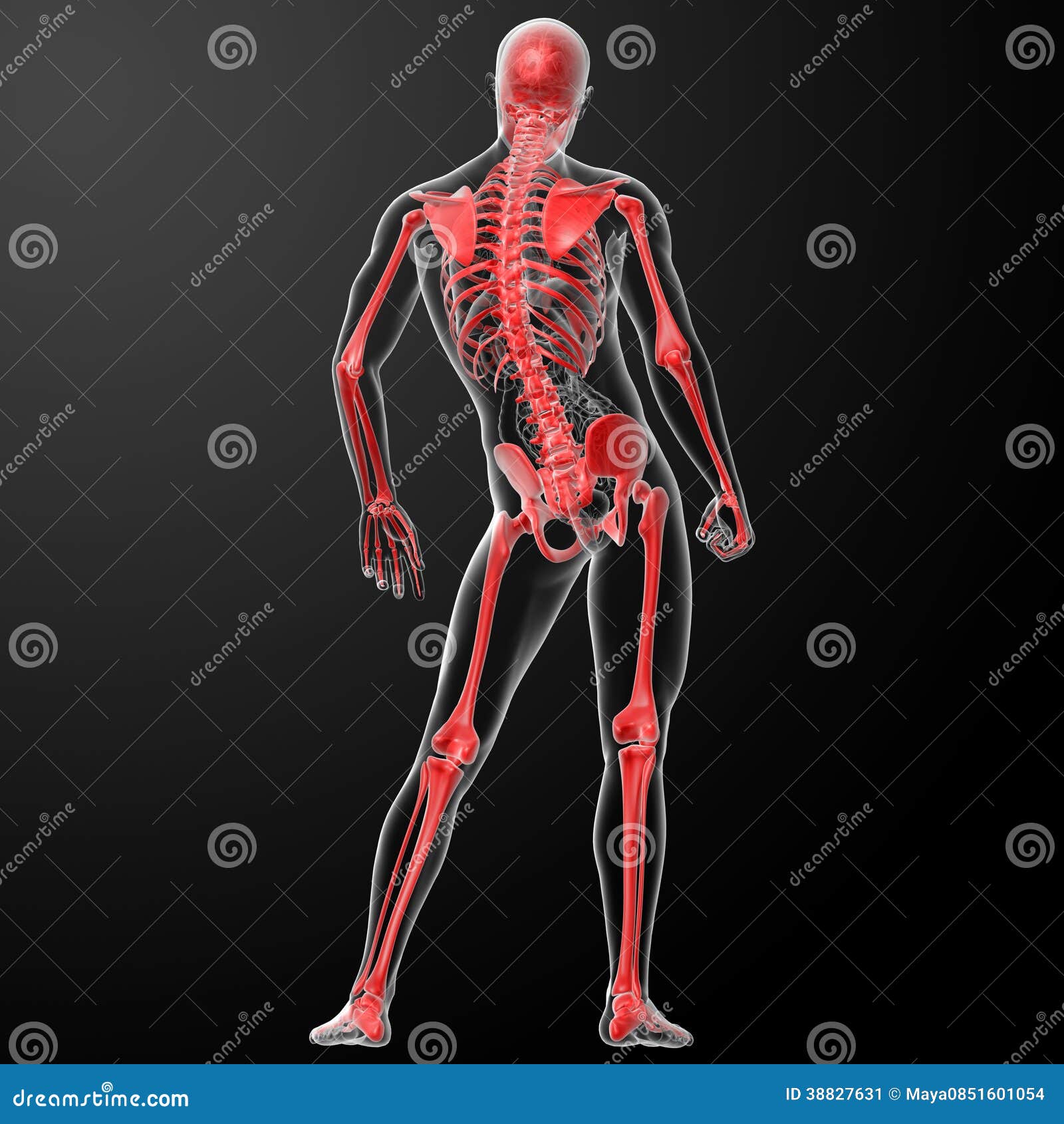 Render Skeleton Stock Illustrations – 9,670 Render Skeleton Stock ...