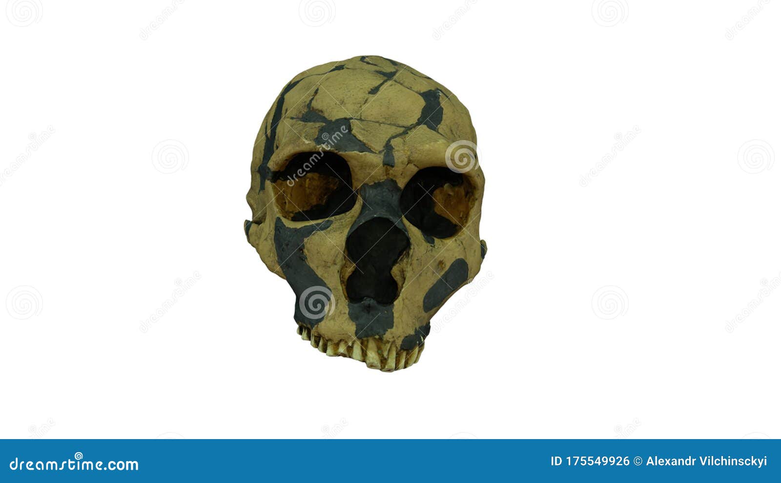 Neanderthal Skull. Skull of a Caveman 3d Render, 3d Illustration Stock ...