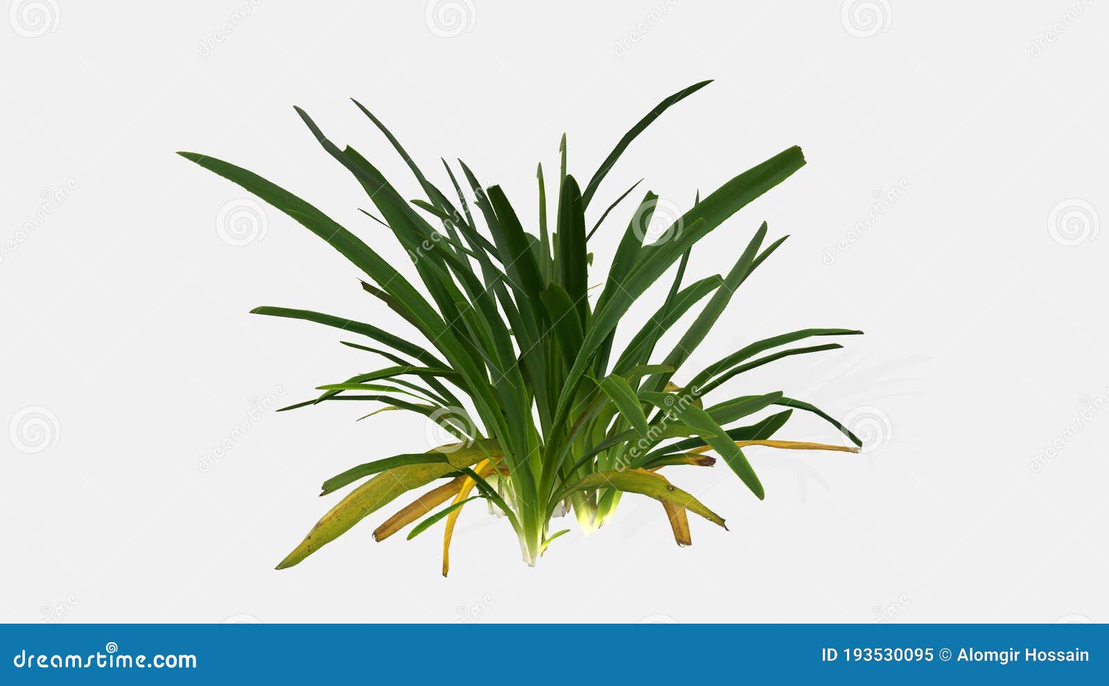 3d Render Small Tree on White Background Stock Illustration ...