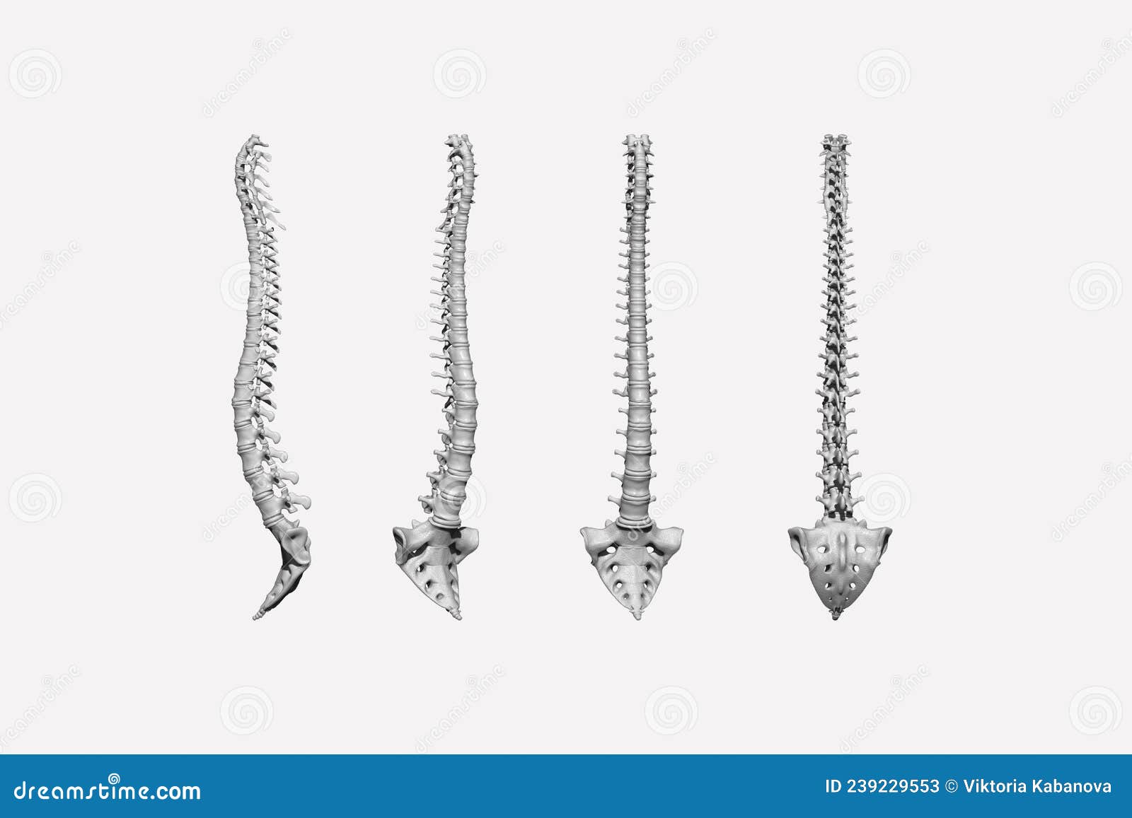 Anatomical Positions Vector Illustration. Scheme Of Superior, Inferior ...