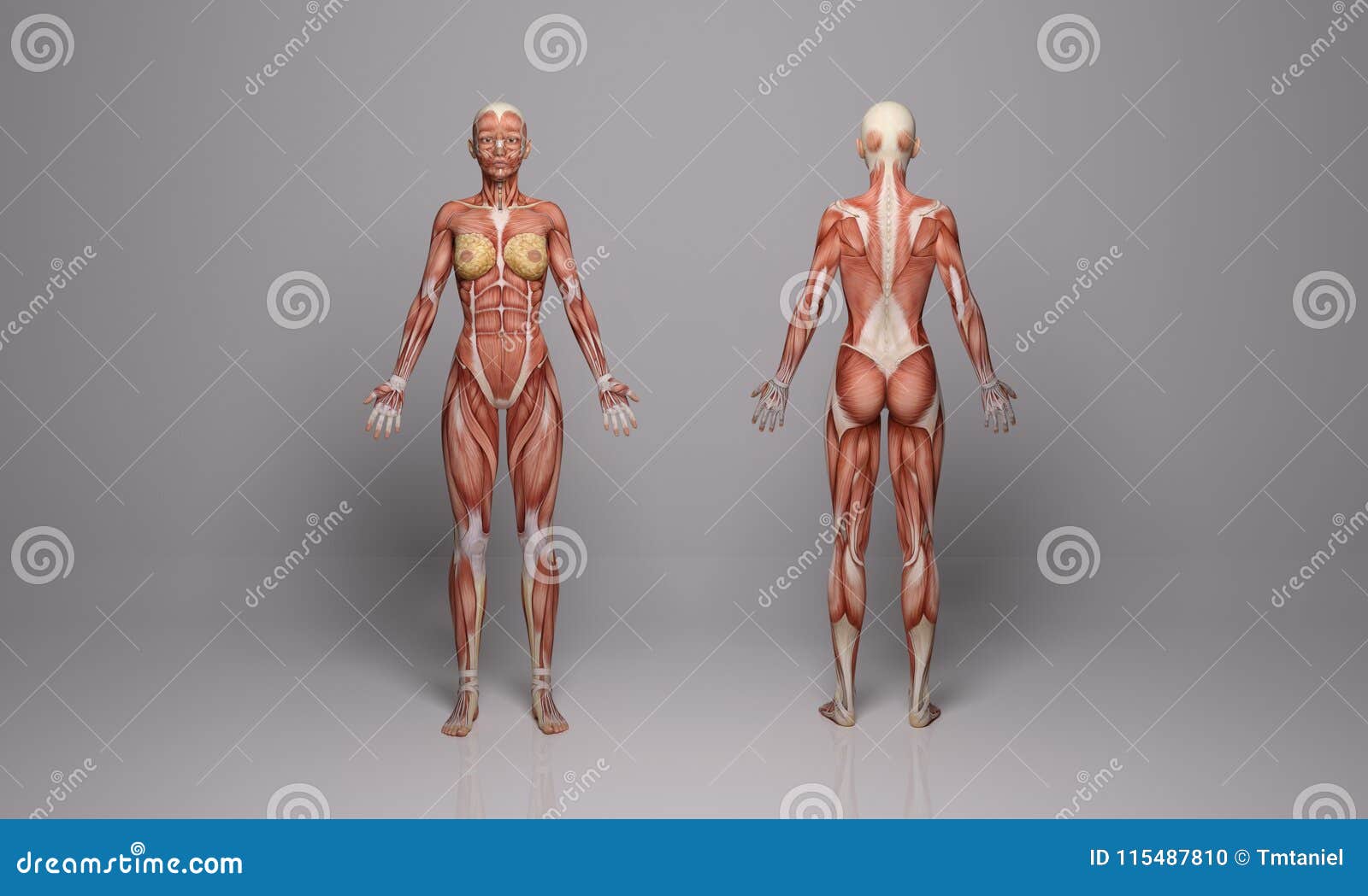 Reference Female Body Texture