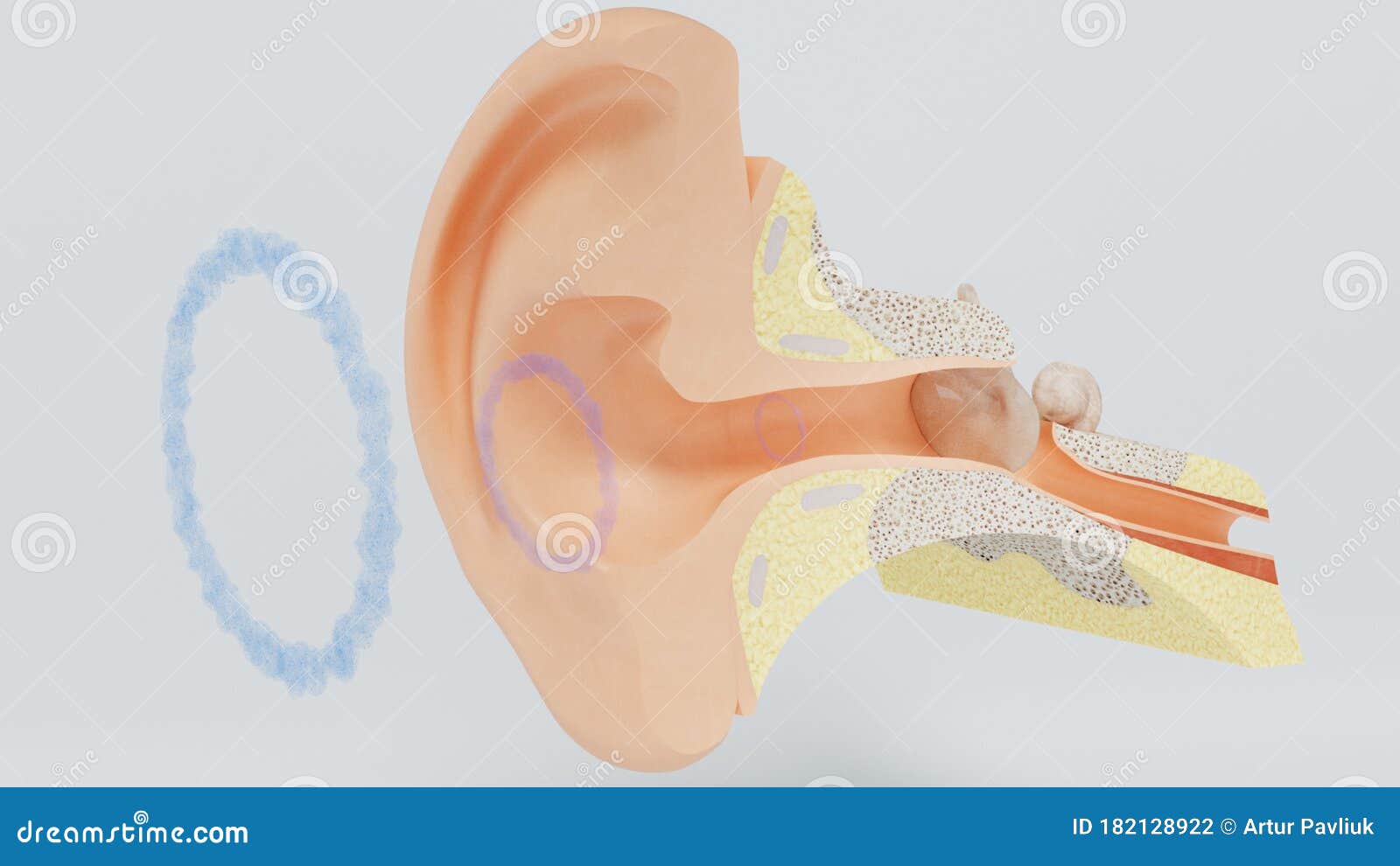 3d Render Structures of the Human Ear. 3d Illustration Stock ...