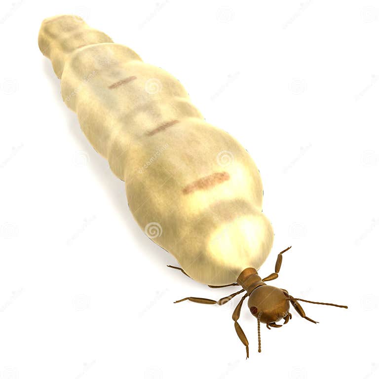 3d render of termite queen stock illustration. Illustration of nymph ...
